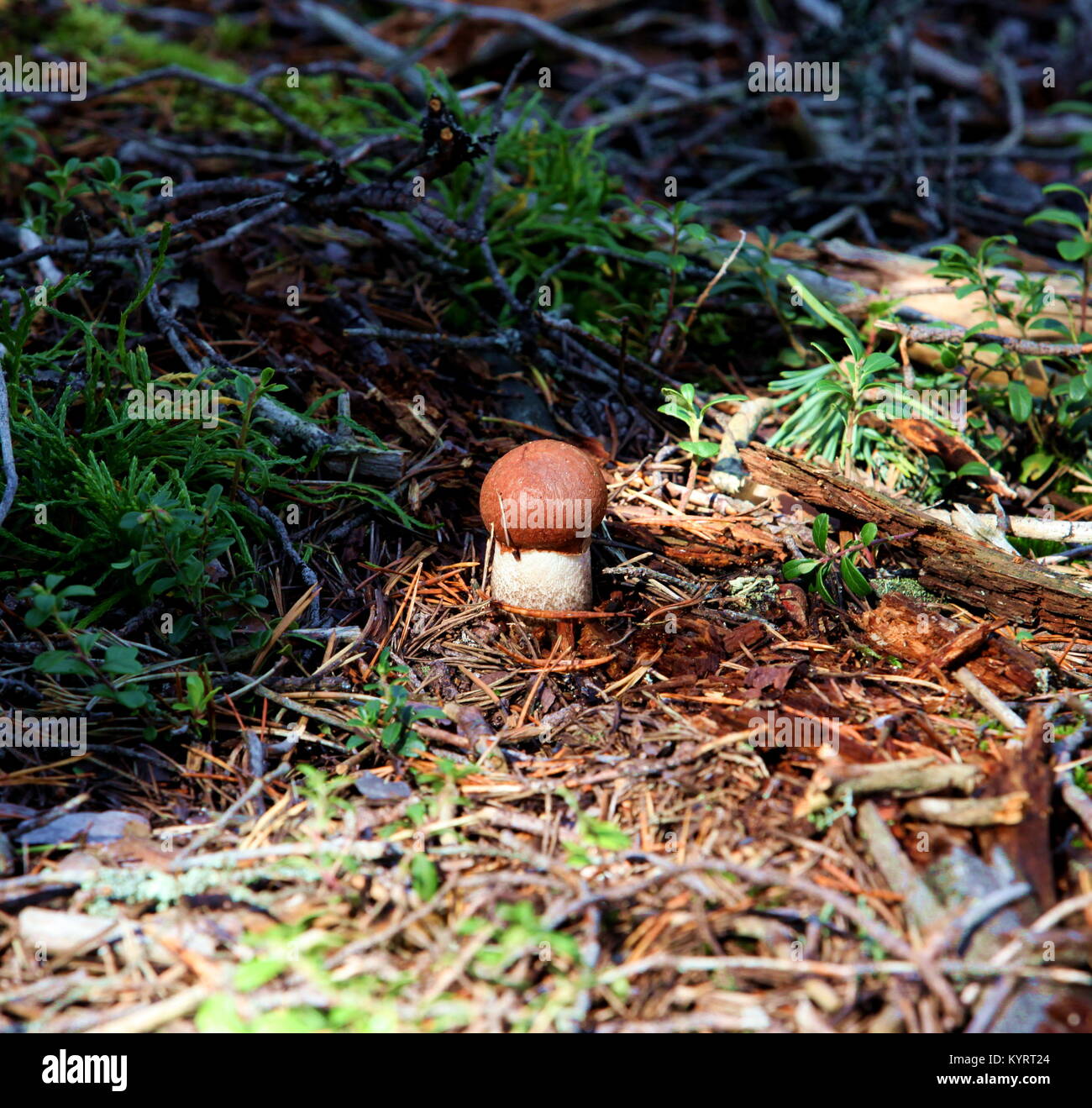 Round Mushroom Cap High Resolution Stock Photography and Images - Alamy