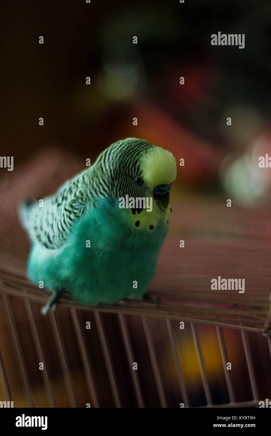 Little parrot sitting on his cage Stock Photo - Alamy