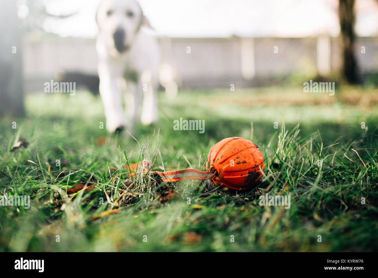 Ball sniffer hi-res stock photography and images - Alamy