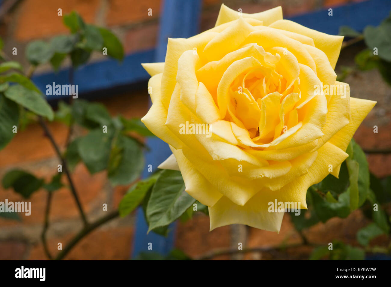 Yellow climbing rose hi-res stock photography and images - Alamy