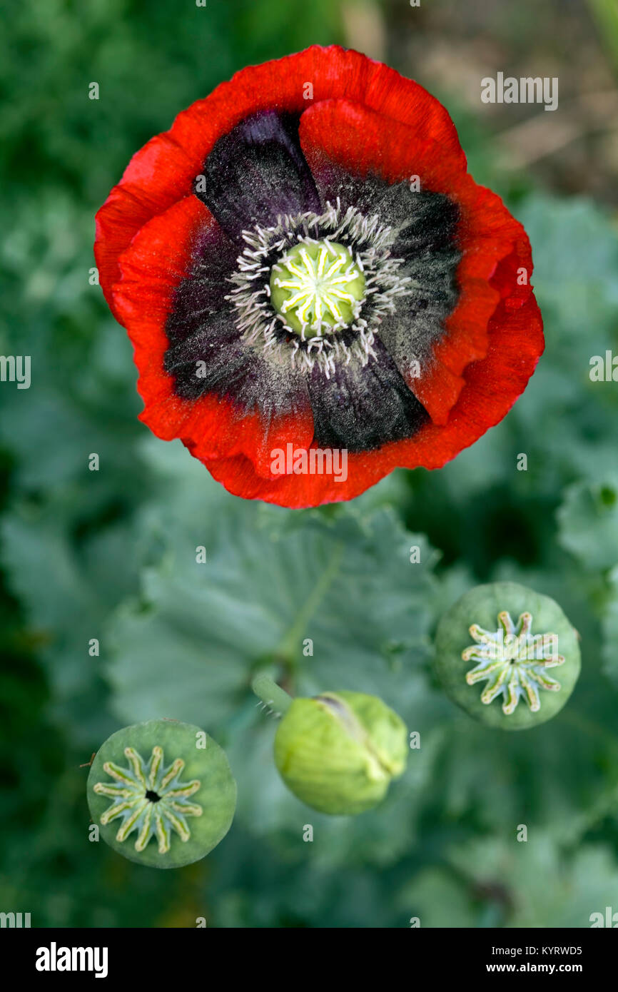 Vibrant red poppy flower close up Stock Photo - Alamy
