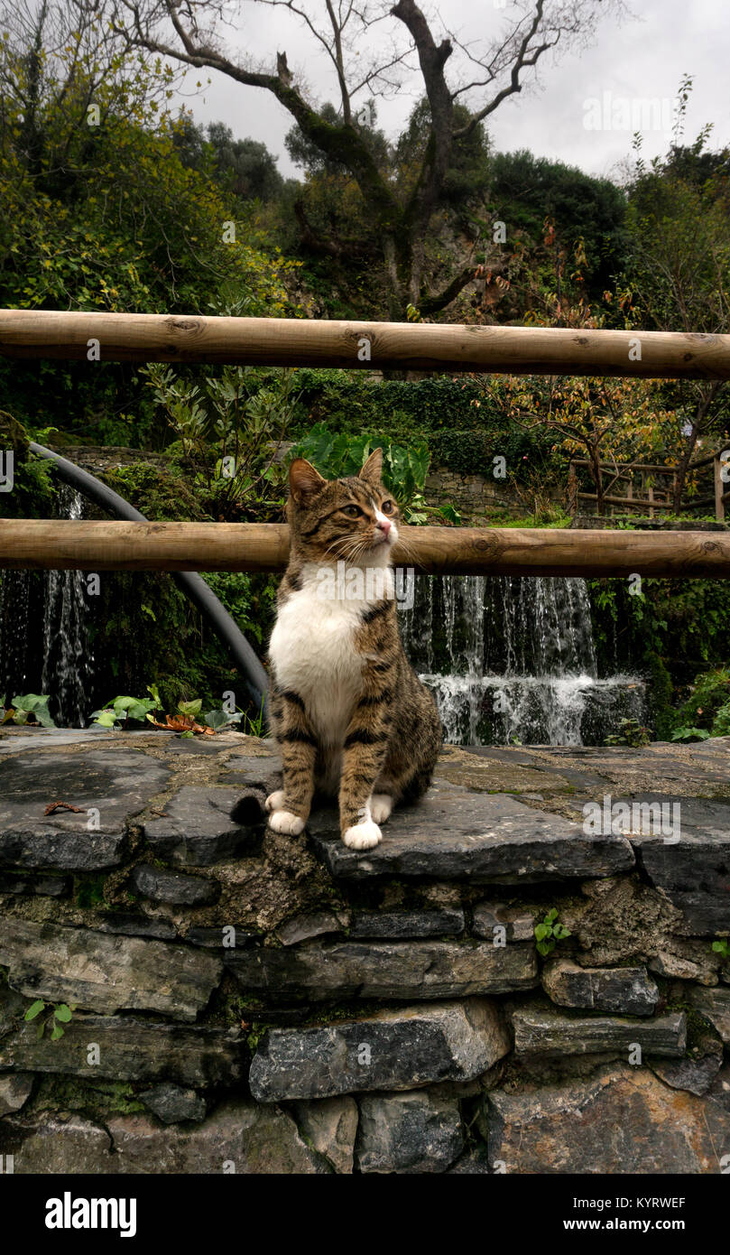 Portrait of a wild cat at Argiroupoli village.Crete island Greece Stock ...