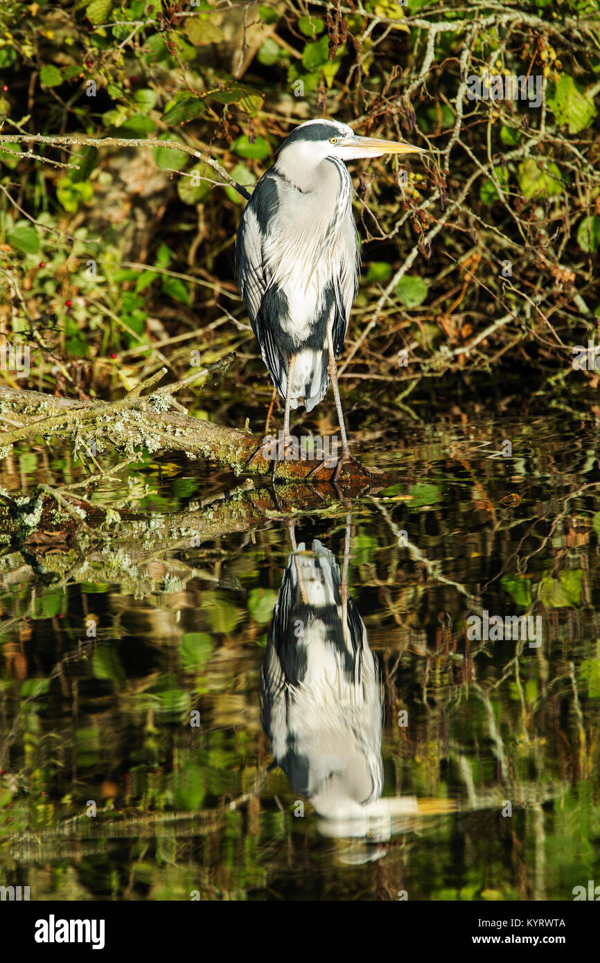 Grey Heron and reflection standing on a branch at the edge of a pool in ...