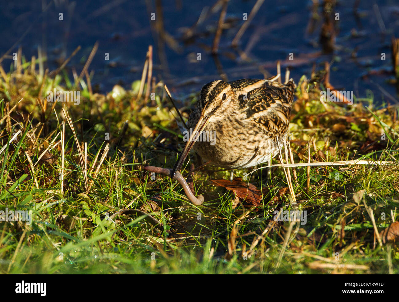 Snipe with an earthworm in its bill hi-res stock photography and images ...