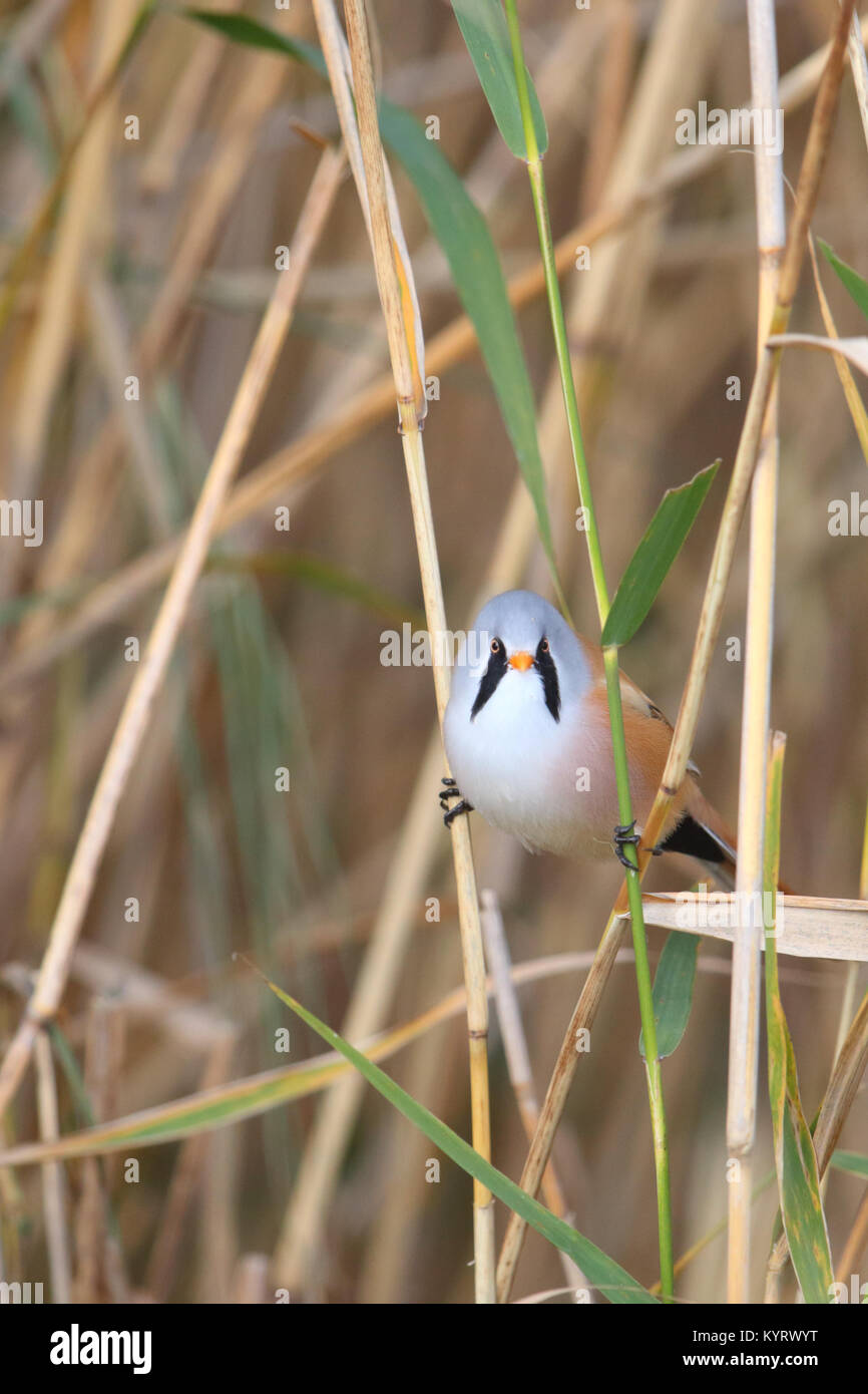 Male Bearded Tit (Panurus biarmicus) in summer, Europe Stock Photo - Alamy
