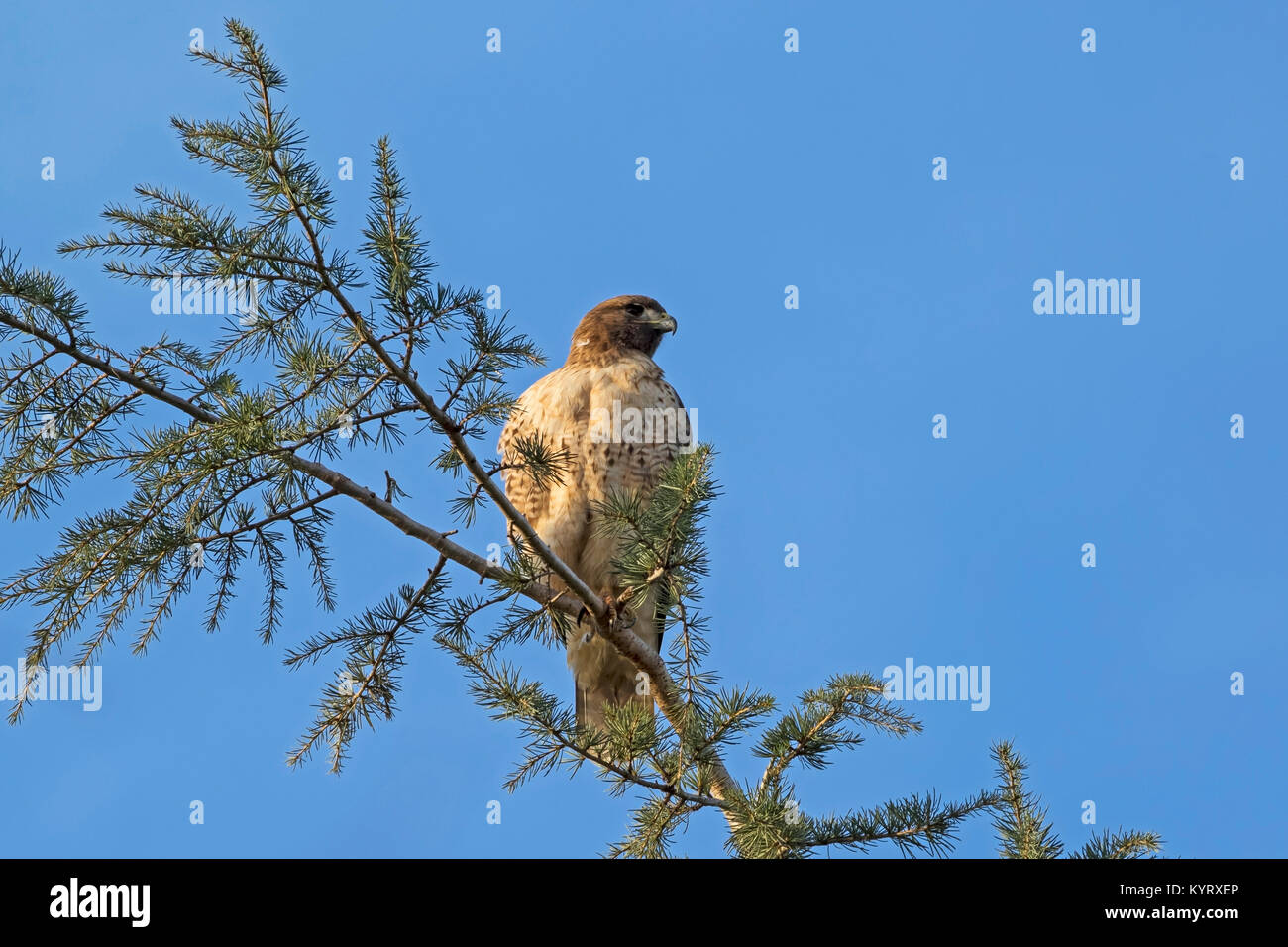Bird red tail hawk at tree perch Stock Photo - Alamy