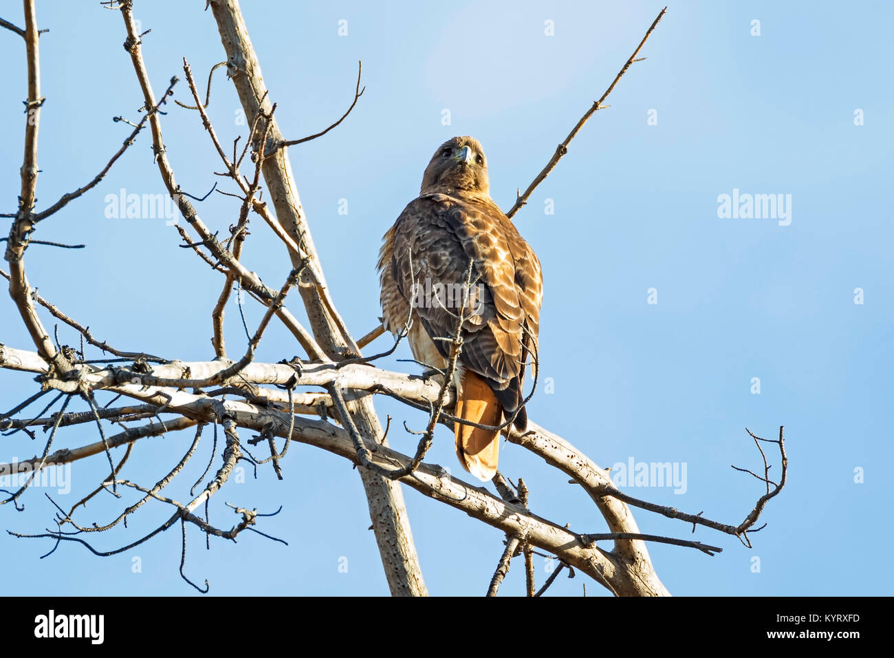 Bird red tail hawk at tree perch Stock Photo - Alamy