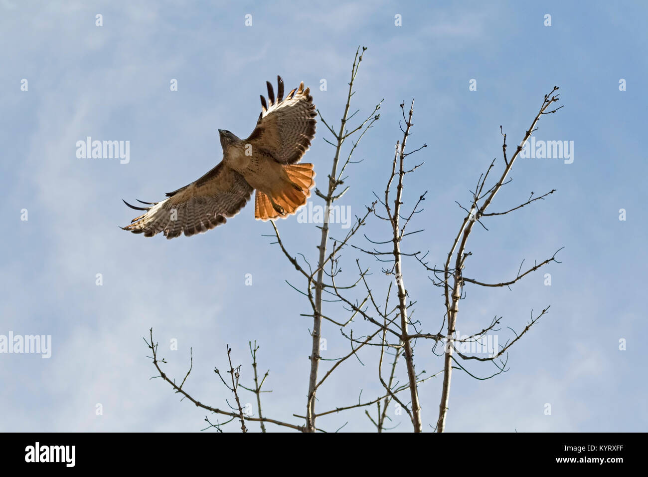 Bird red tail hawk at tree perch Stock Photo - Alamy