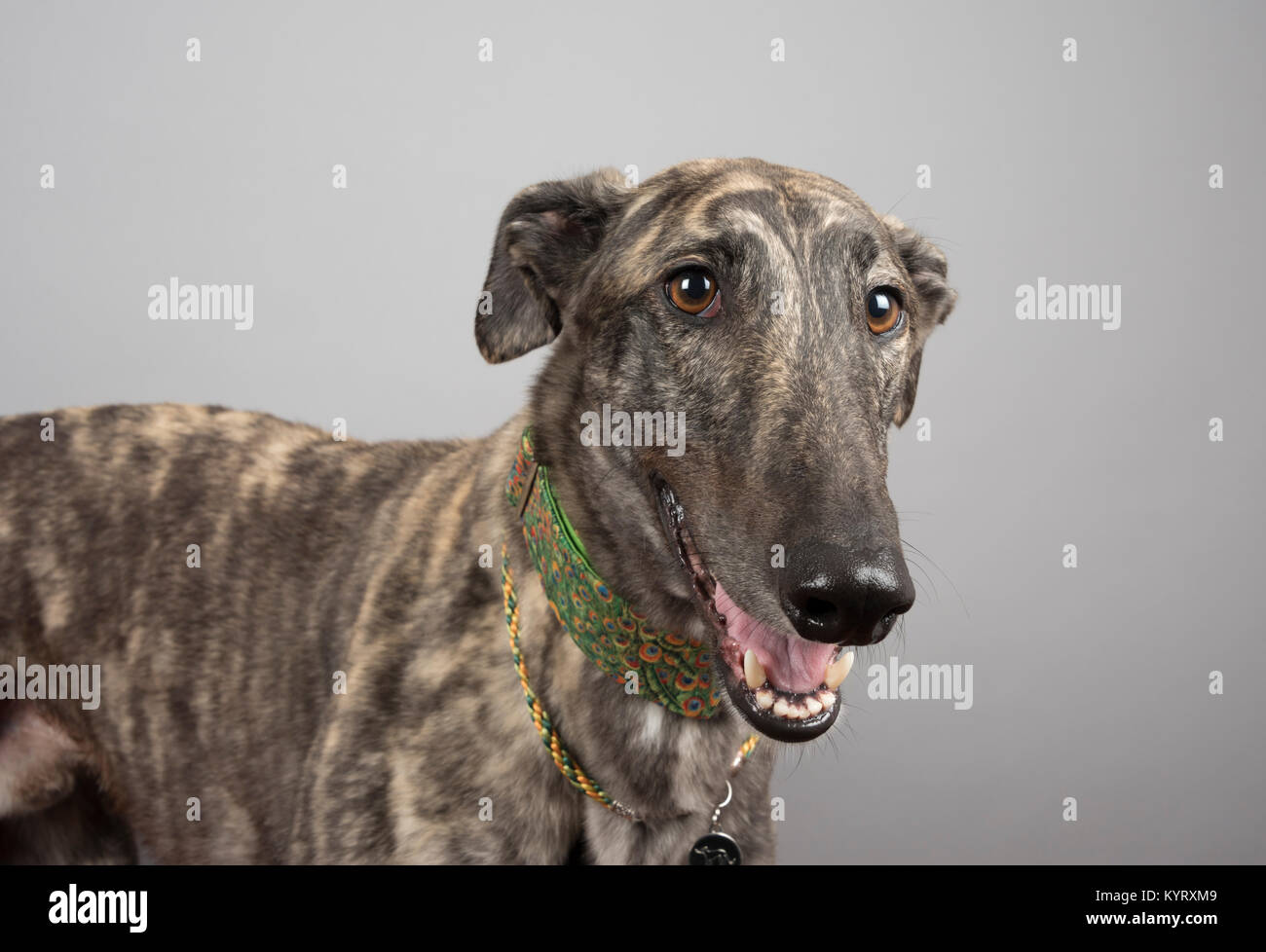 Portrait of a Greyhound Dog in the UK Stock Photo - Alamy