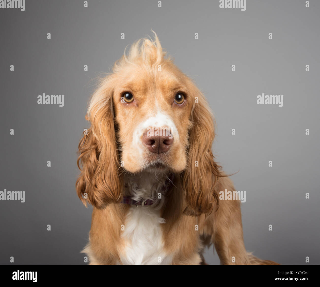 Portrait of a female cocker spaniel in the UK Stock Photo - Alamy