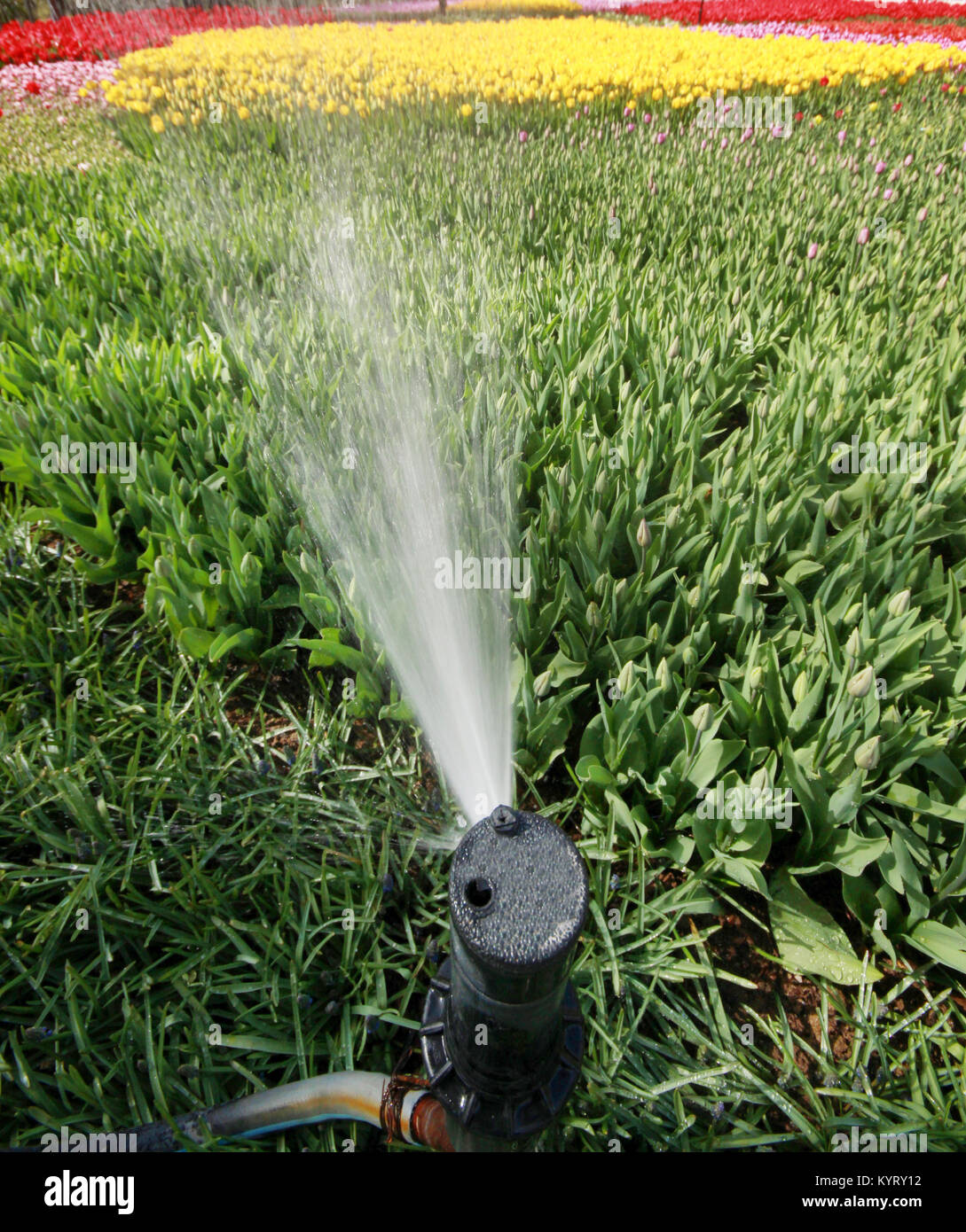Sprinklers spraying water on grass hi-res stock photography and images ...