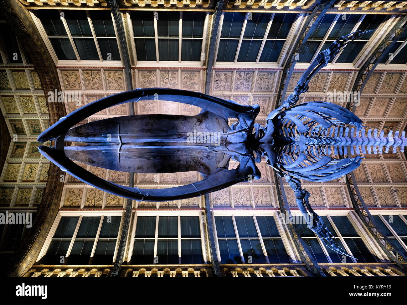 Close up of blue whale skeleton in the Gothic style Hintze Hall at The ...