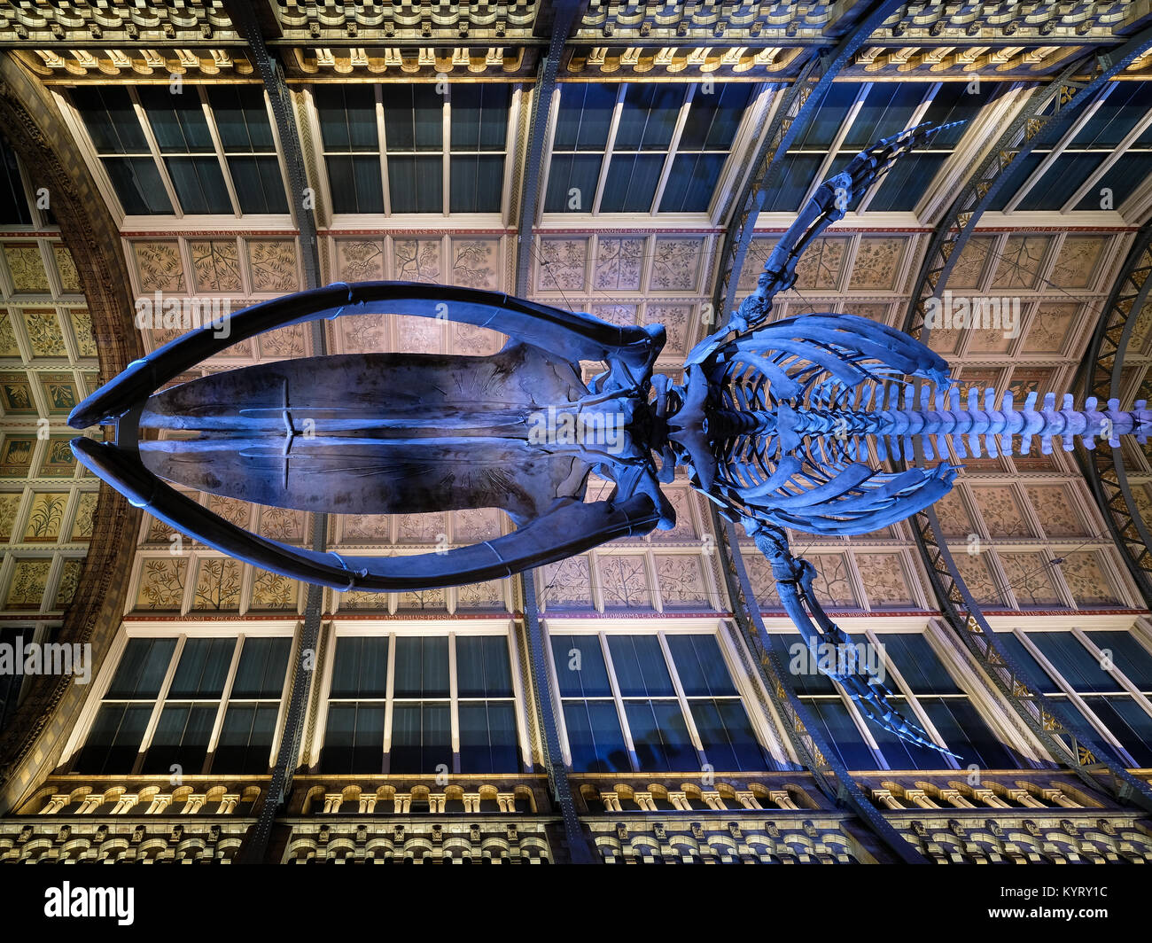 Illuminated blue whale skeleton in the Hintze Hall at The Natural ...