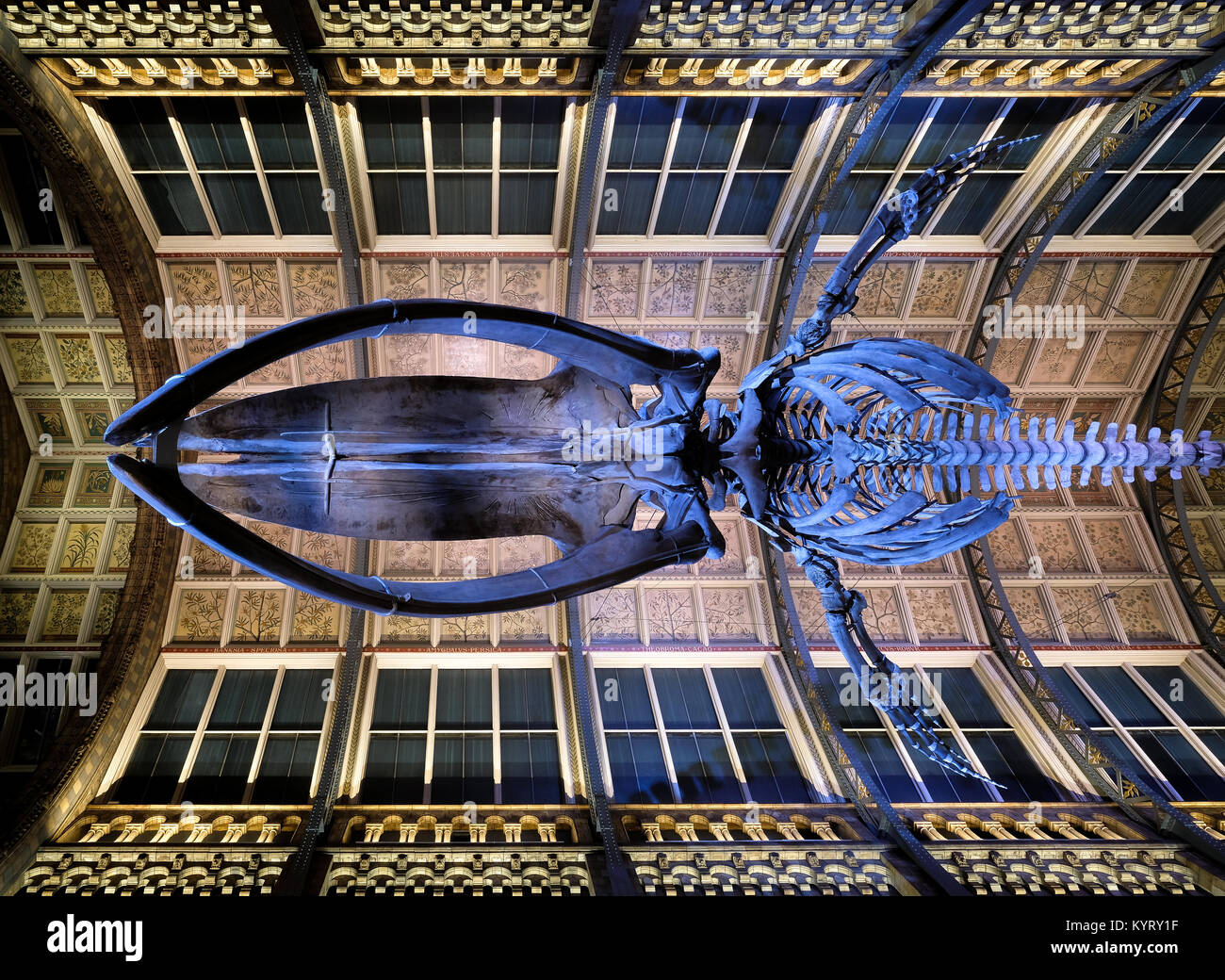 Close up of a blue whale skeleton in the Gothic style Hintze Hall at ...