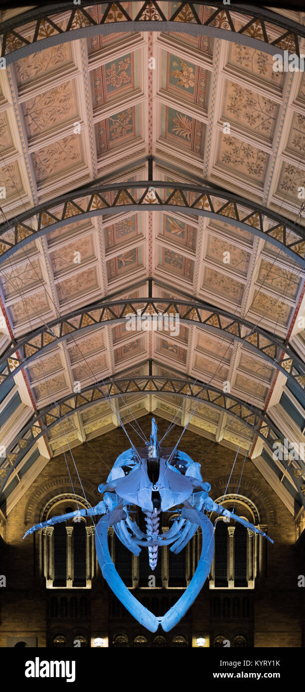 Close up of blue whale skeleton in the Gothic style Hintze Hall at The ...