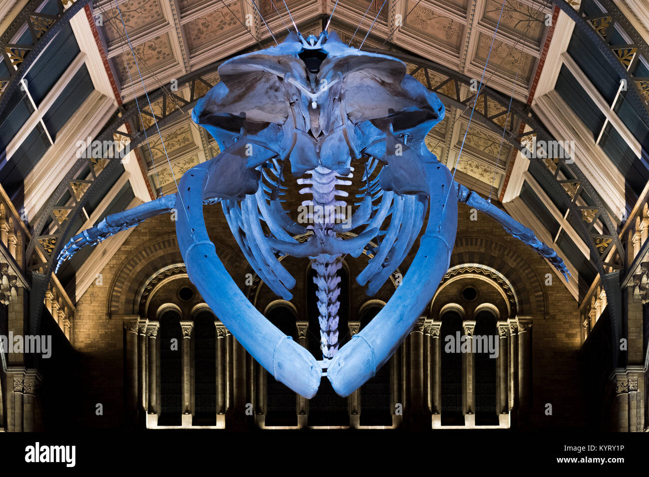 Close up of blue whale skeleton in the Gothic style Hintze Hall at The ...