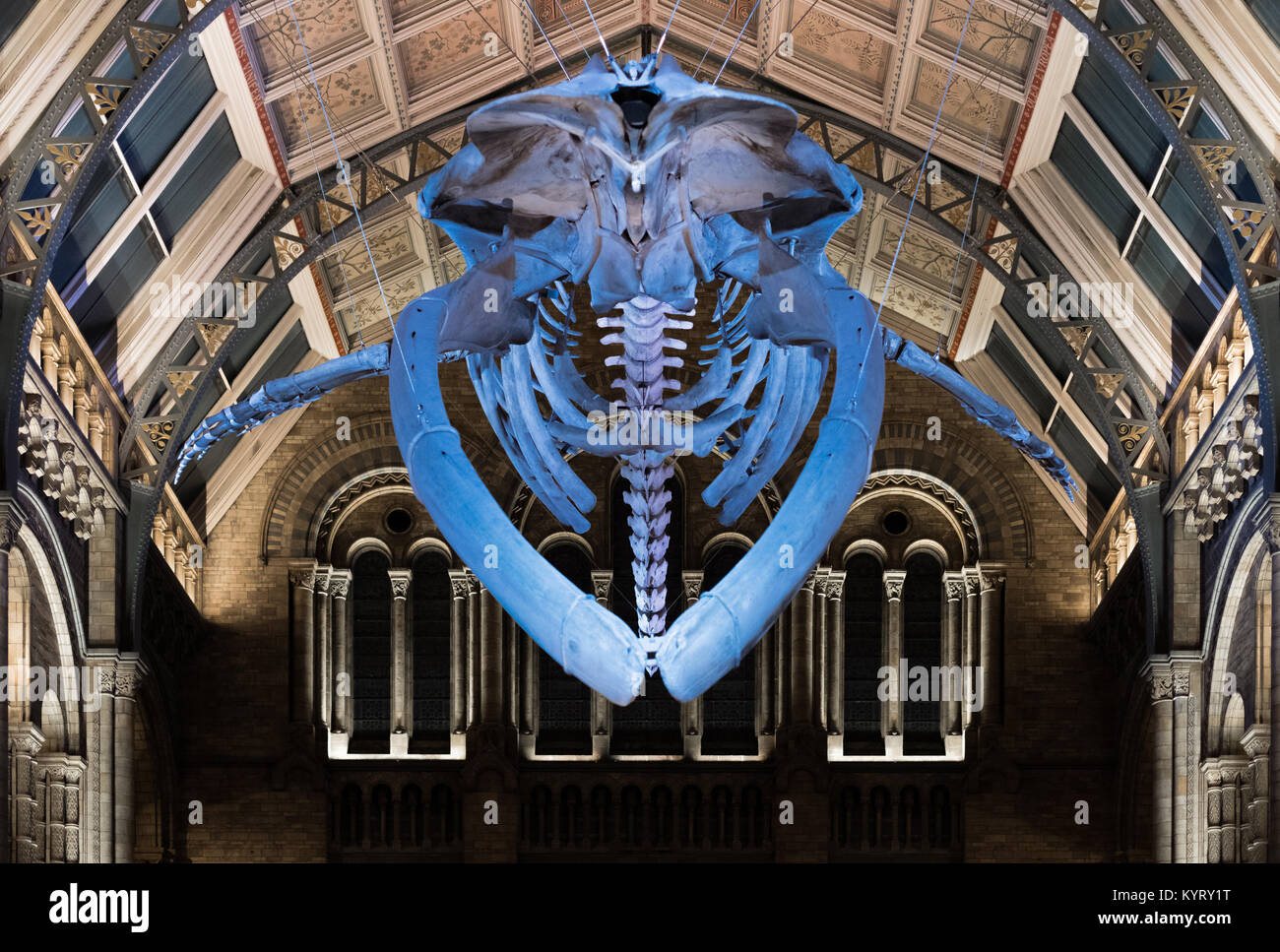 Close up of blue whale skeleton exhibit in the Gothic style Hintze Hall ...