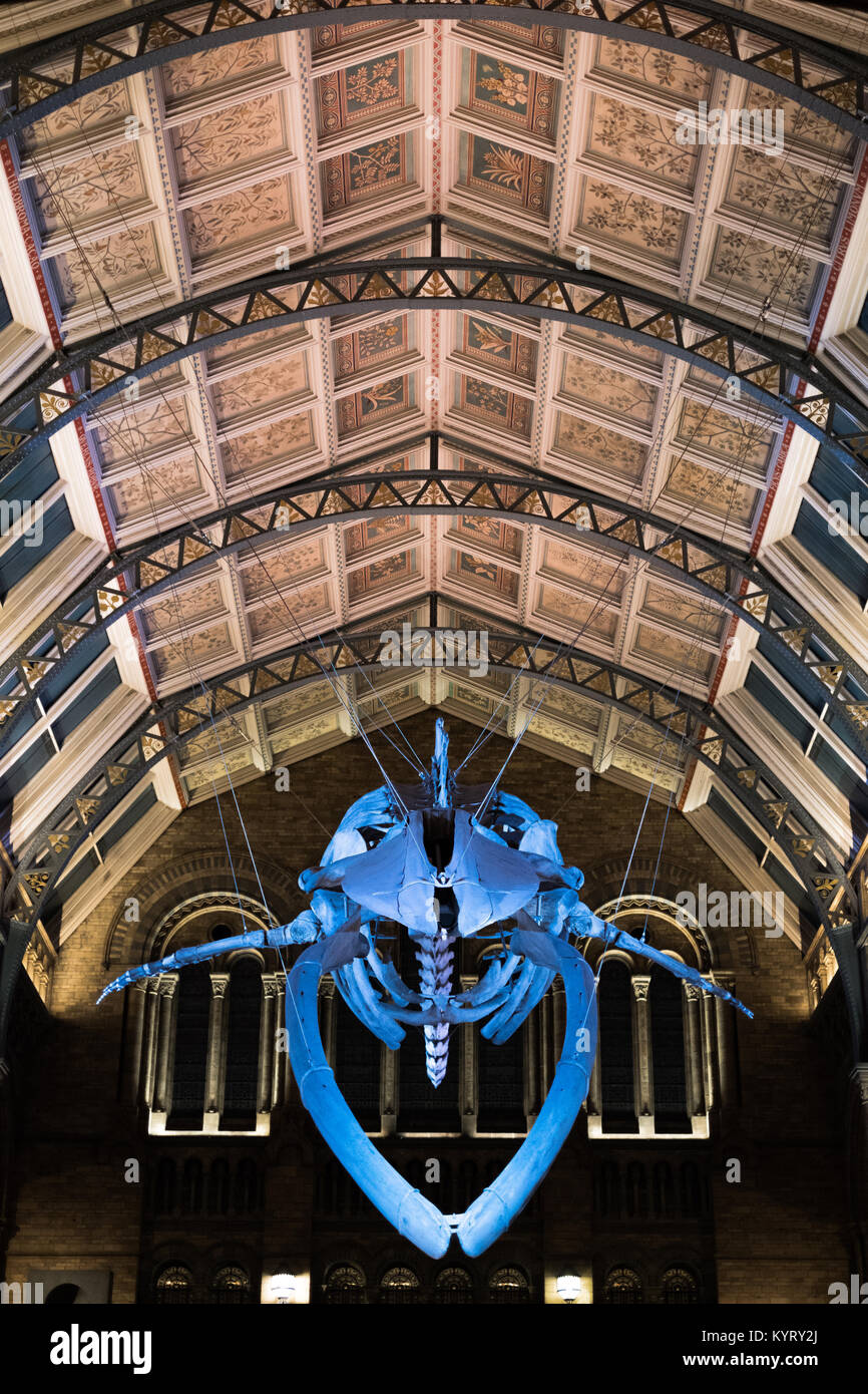 Close up of blue whale skeleton in the Gothic style Hintze Hall at The ...