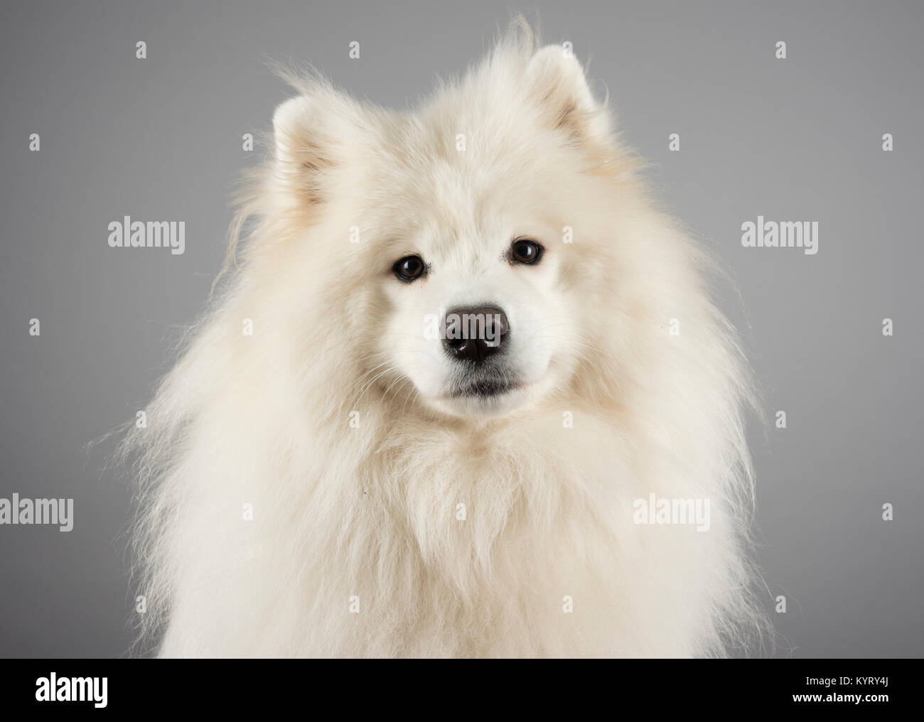 Female samoyed hi-res stock photography and images - Alamy