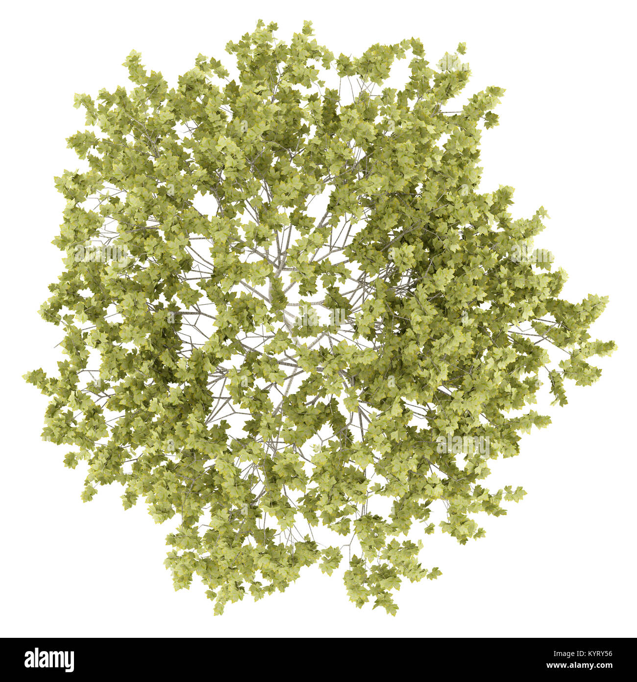 top view of norway maple tree isolated on white background. 3d ...
