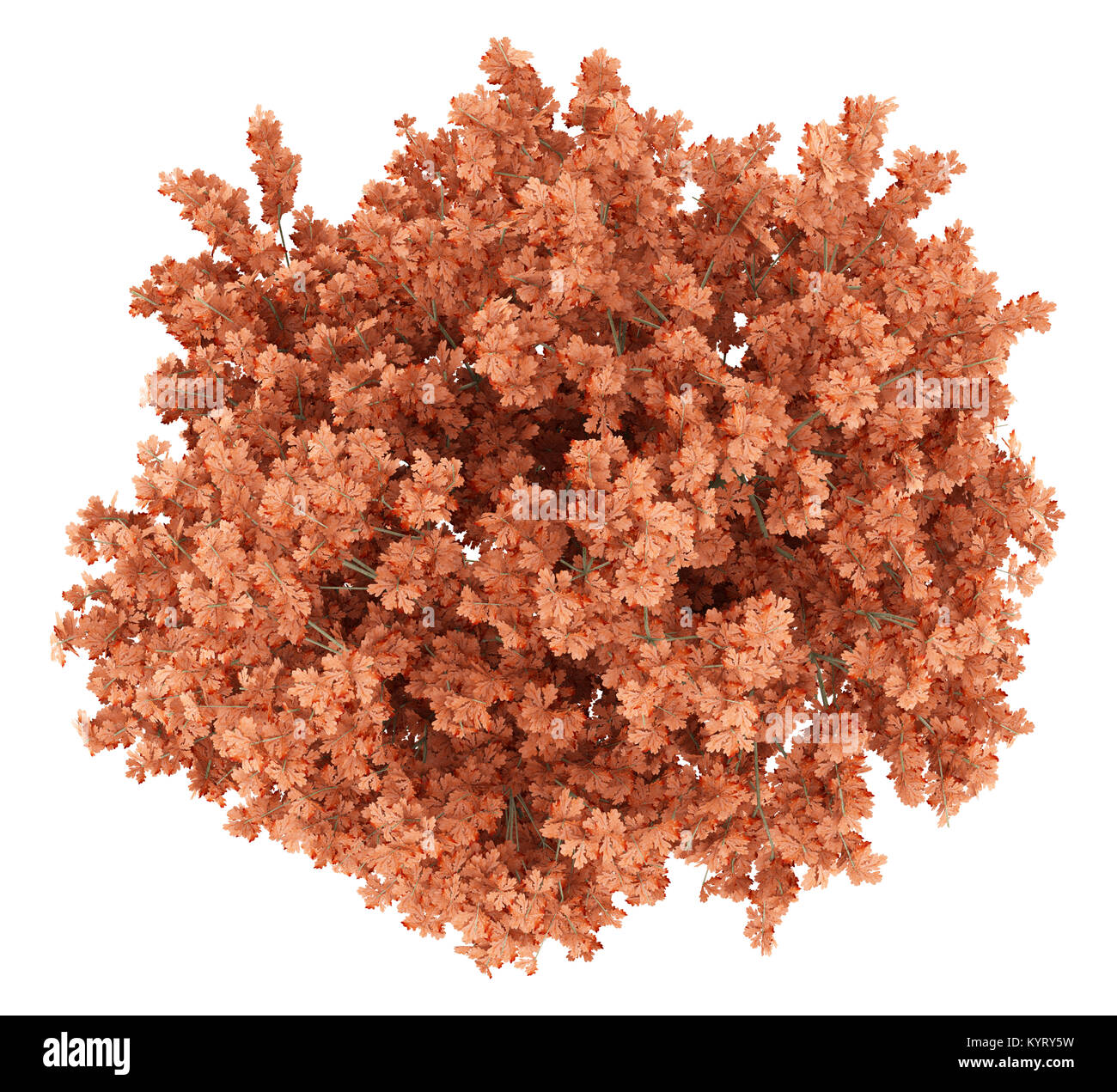 top view of red oak tree isolated on white background. 3d illustration ...