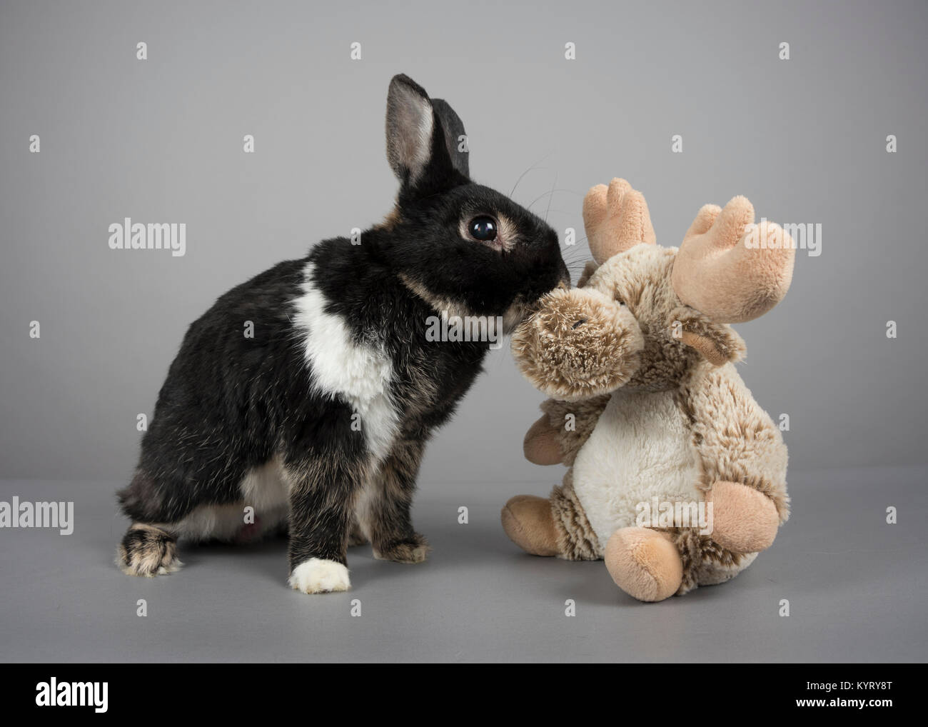 Kissing rabbit hi-res stock photography and images - Alamy