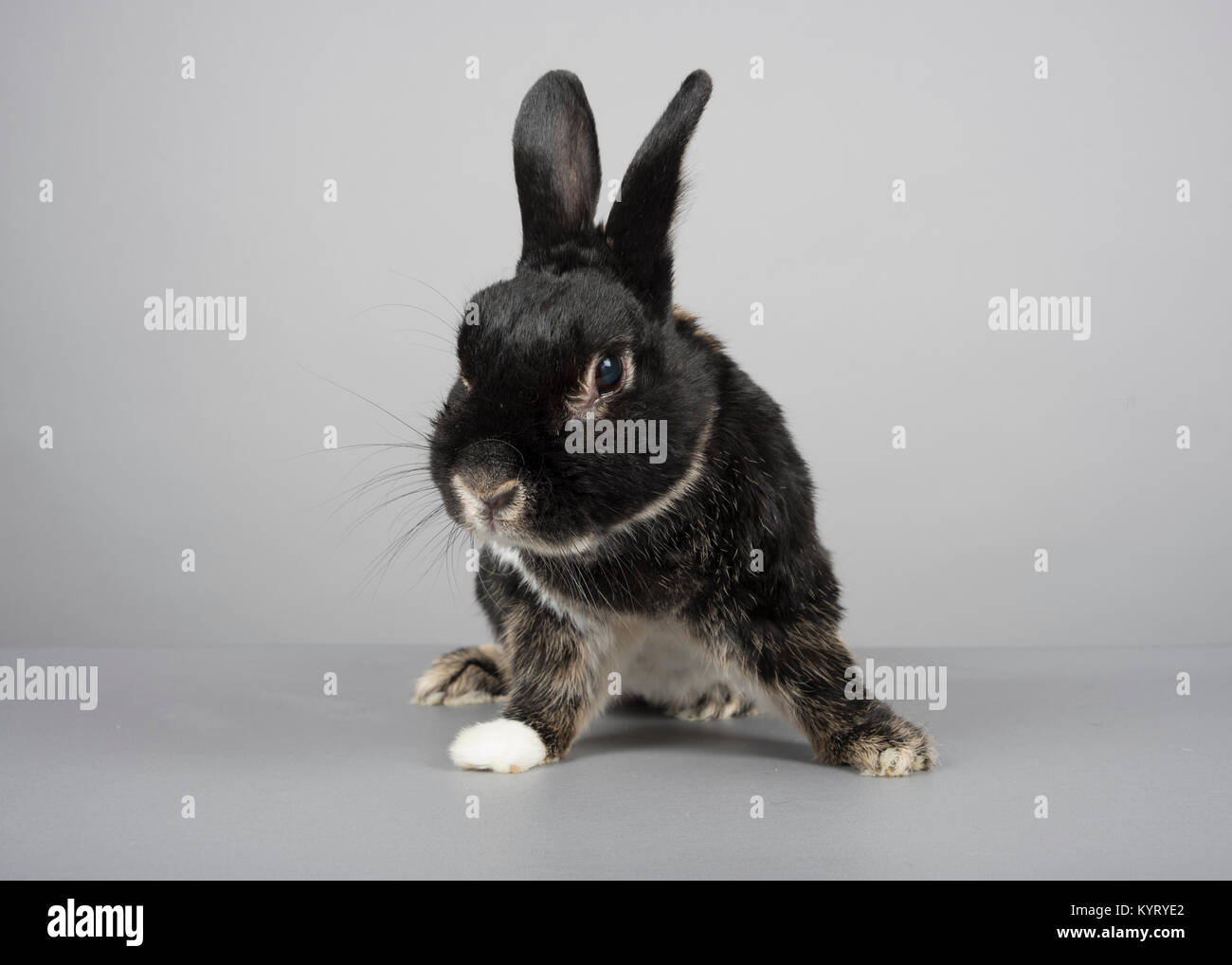 Domestic rabbit, UK Stock Photo - Alamy