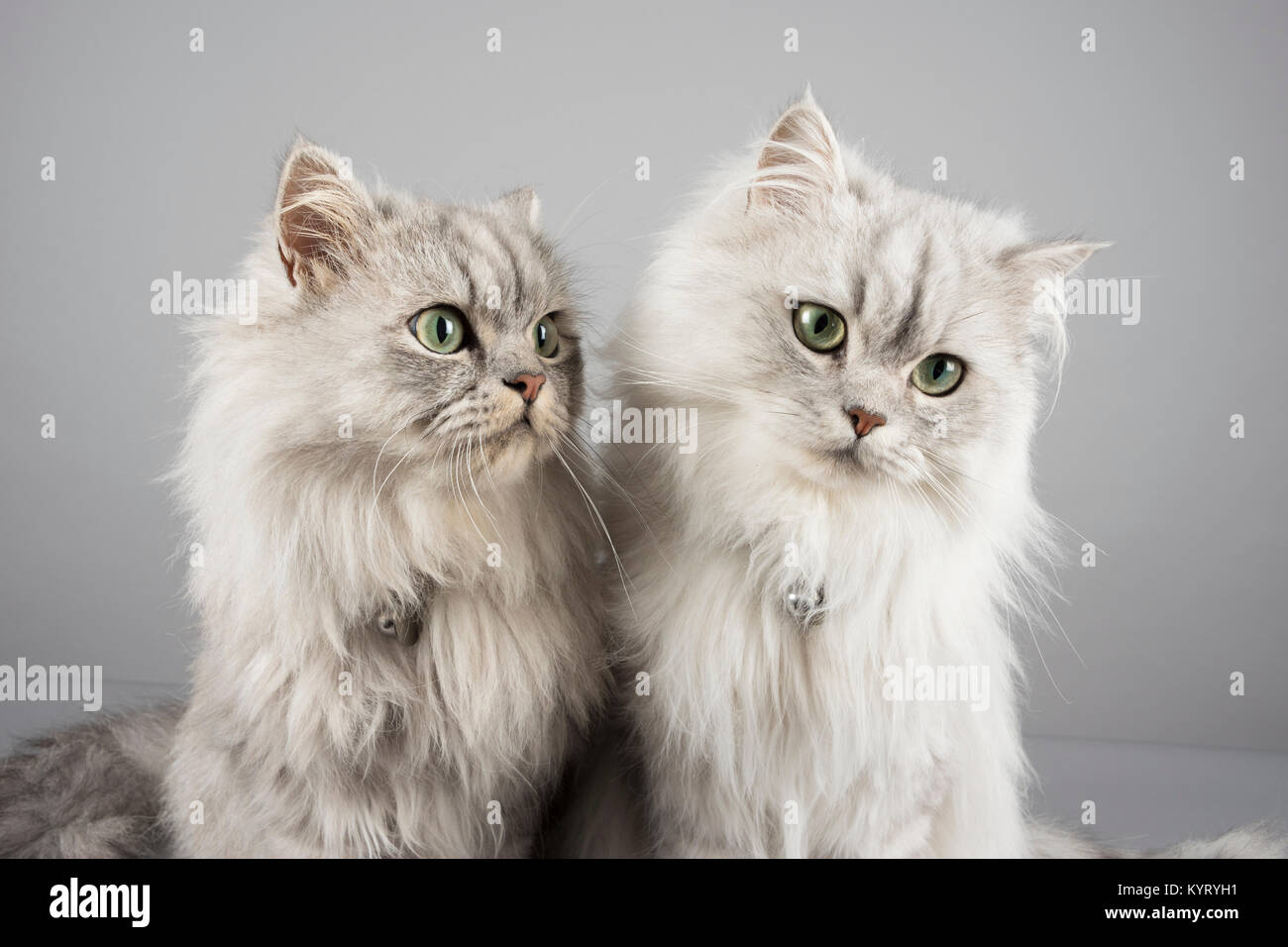 Best photos of cats hi-res stock photography and images - Alamy