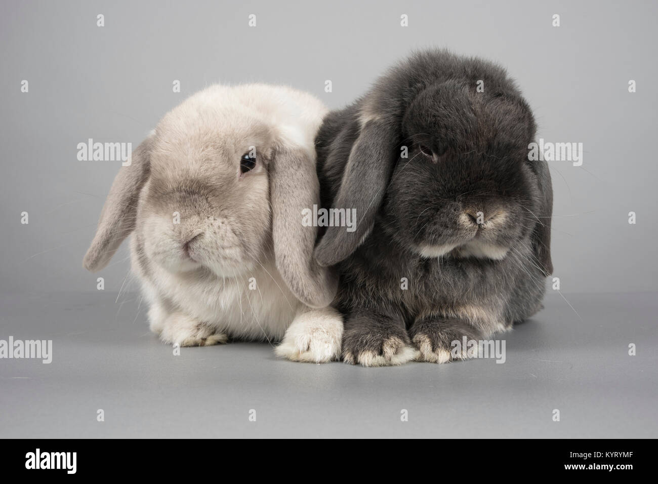 Lop bunny grey hi-res stock photography and images - Alamy