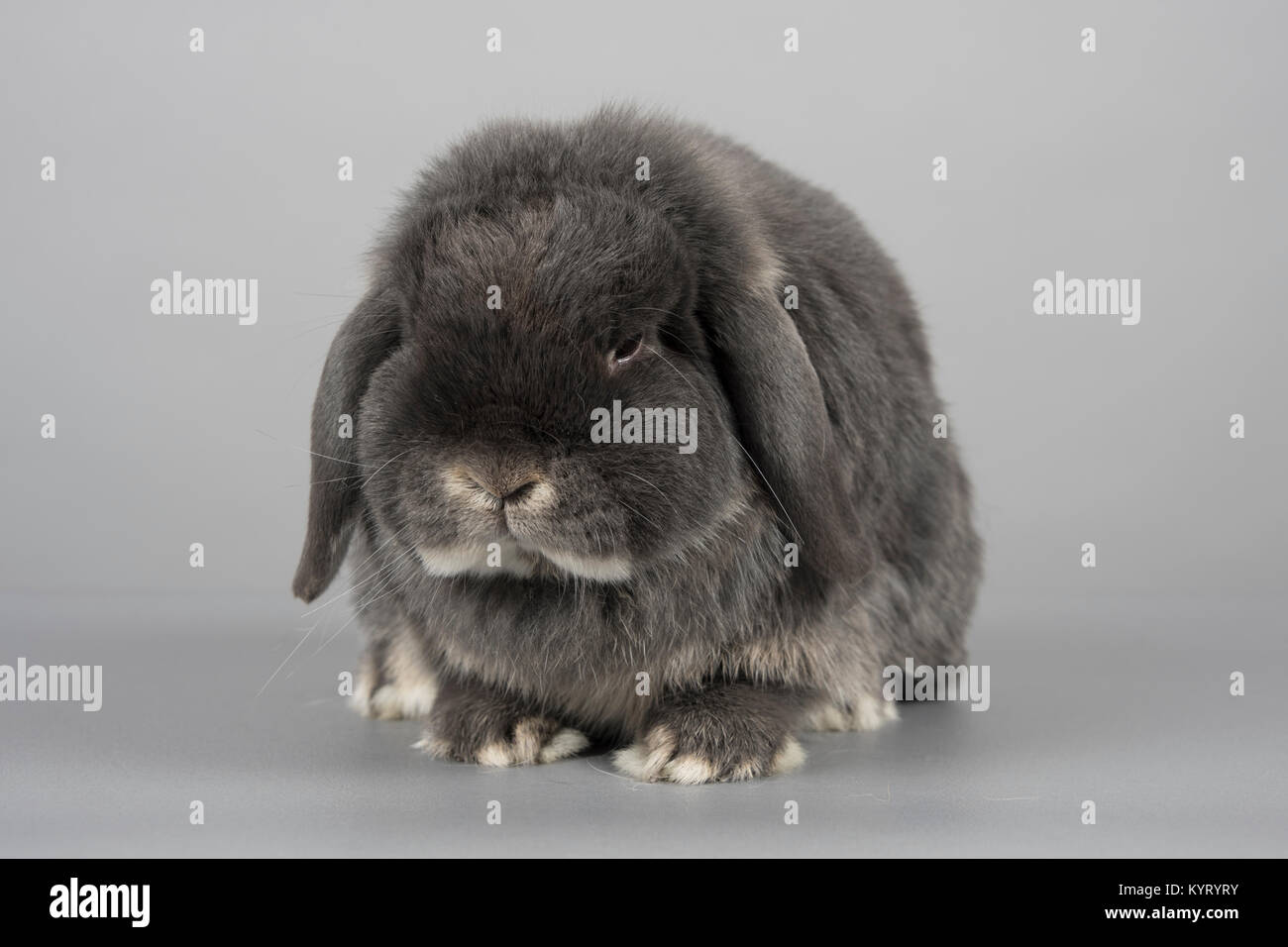 Domestic rabbit, UK Stock Photo - Alamy