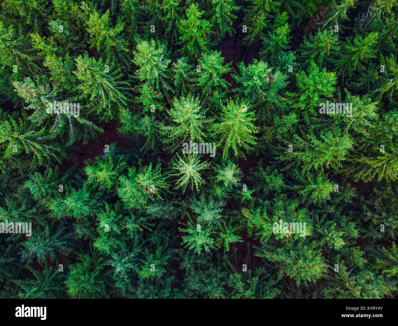 Aerial view of green forest of pine trees Stock Photo - Alamy
