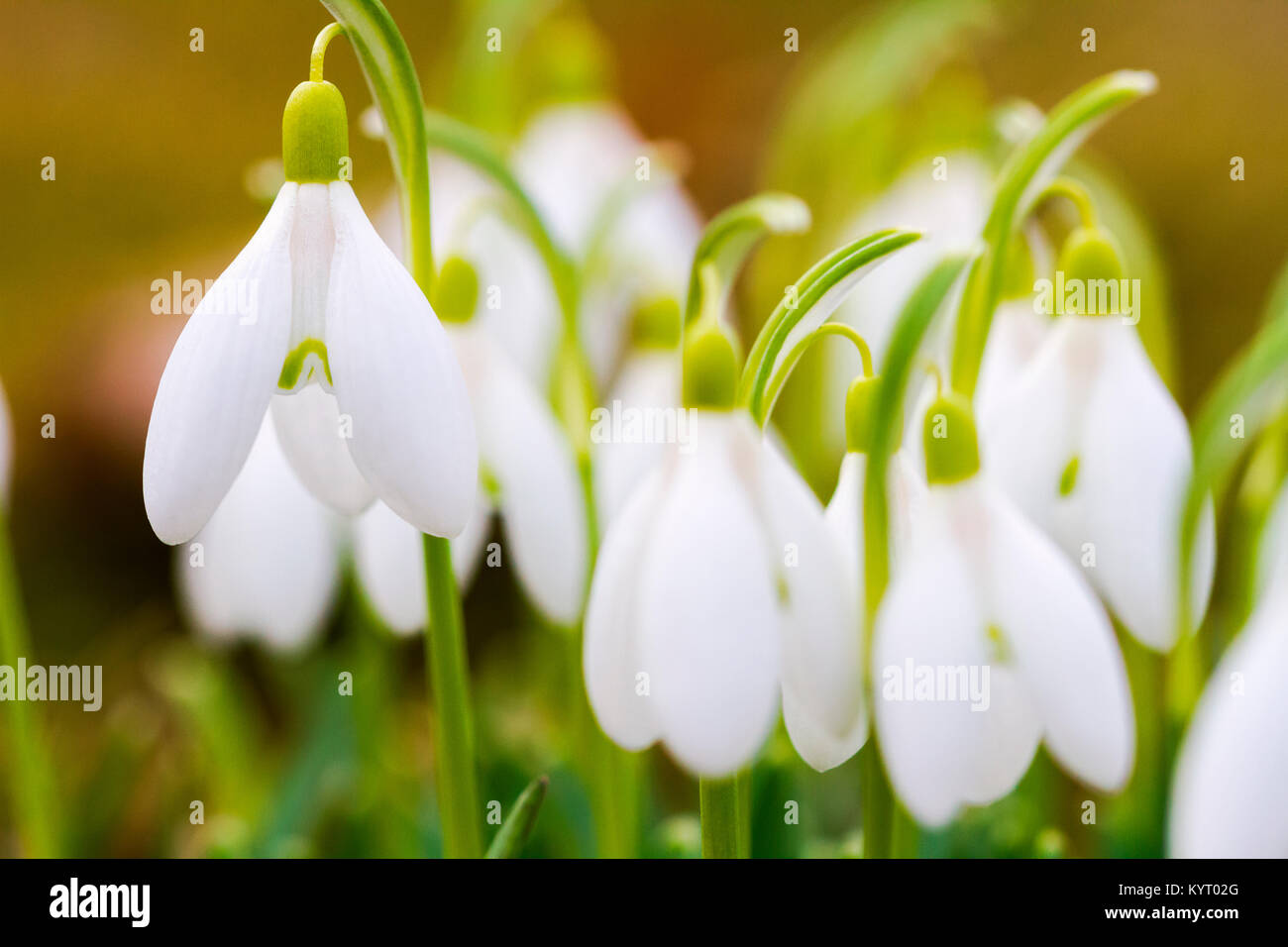 Closeup shot of fresh common snowdrops (Galanthus nivalis) blooming in ...