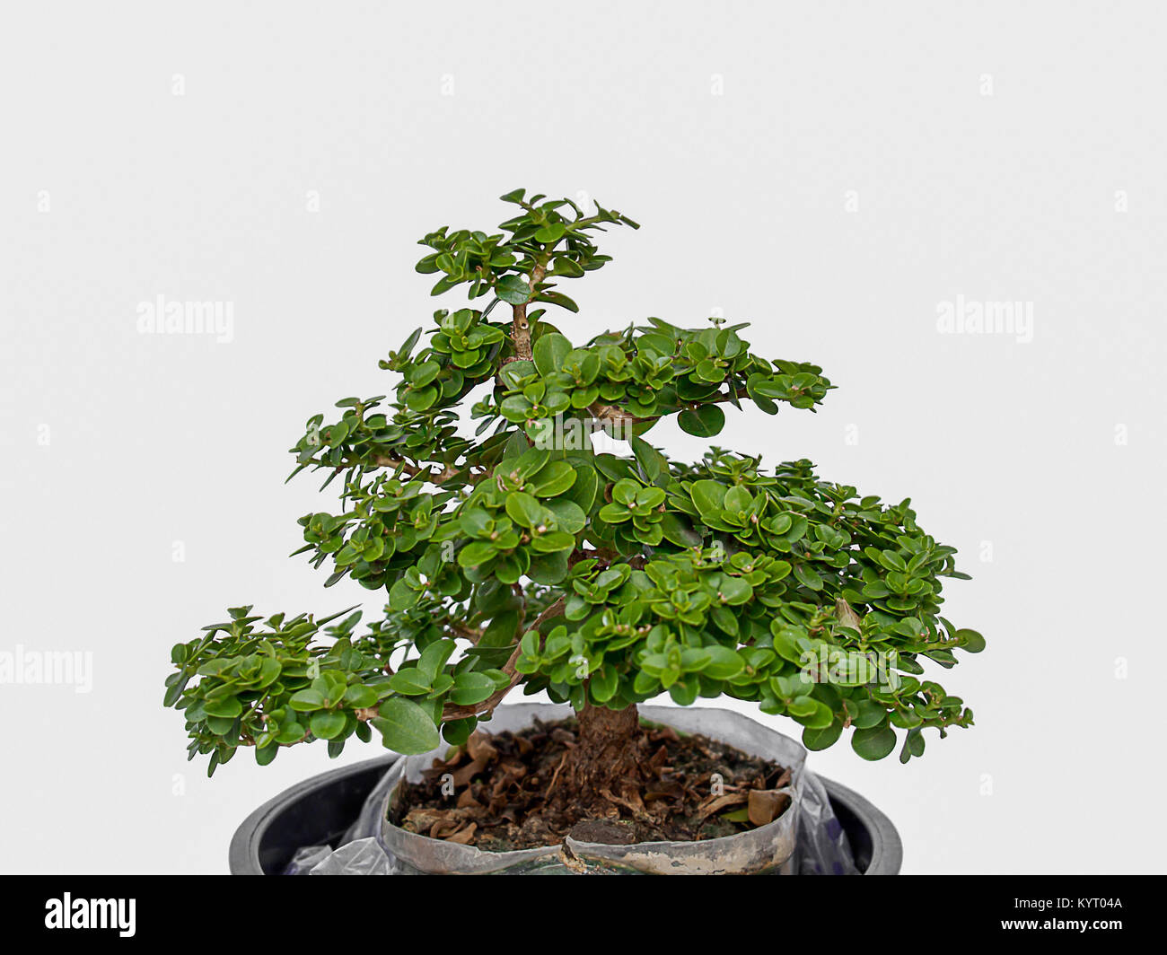 Dwarf trees hi-res stock photography and images - Alamy
