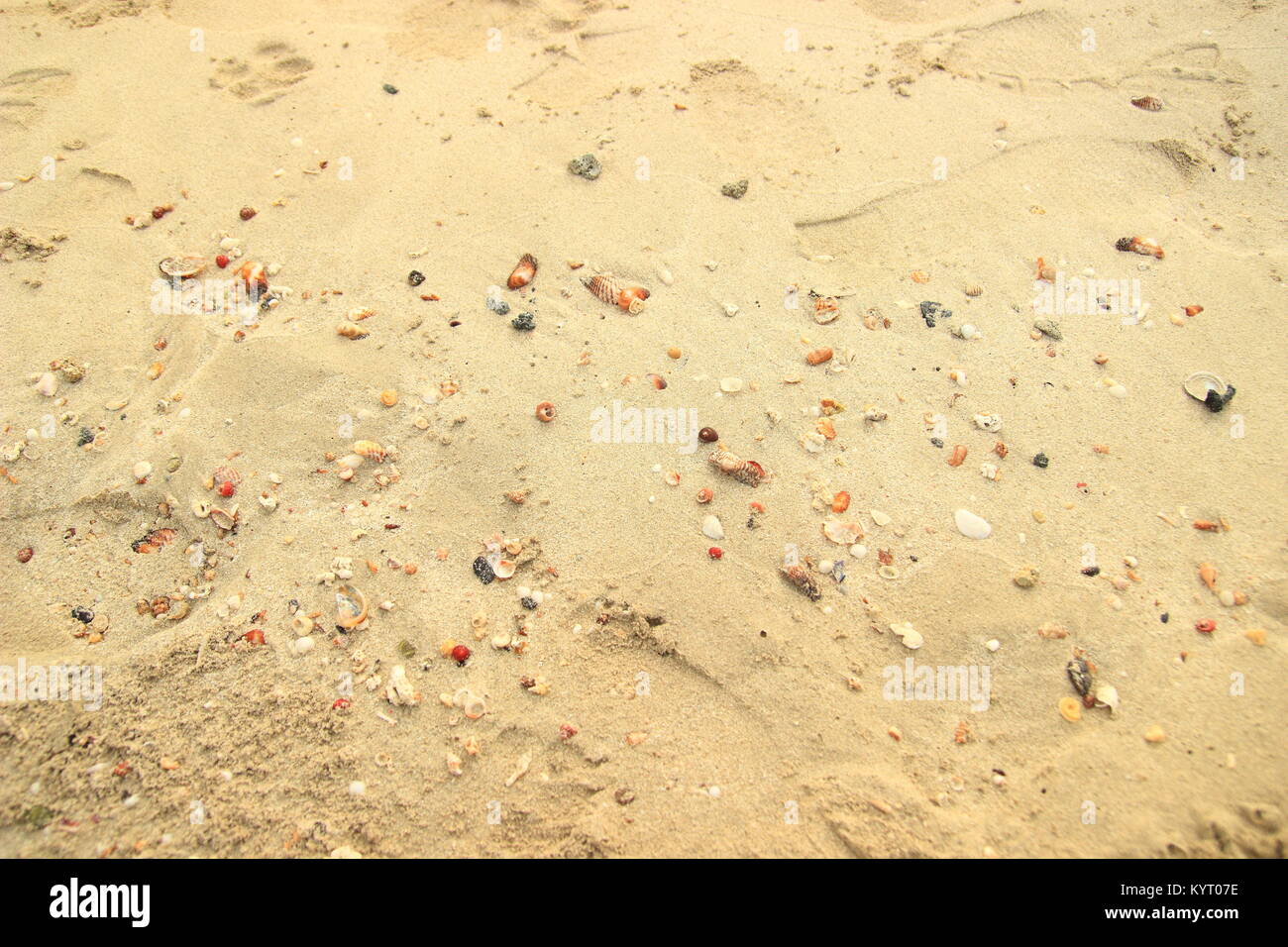 Shells on sandy beach Stock Photo - Alamy