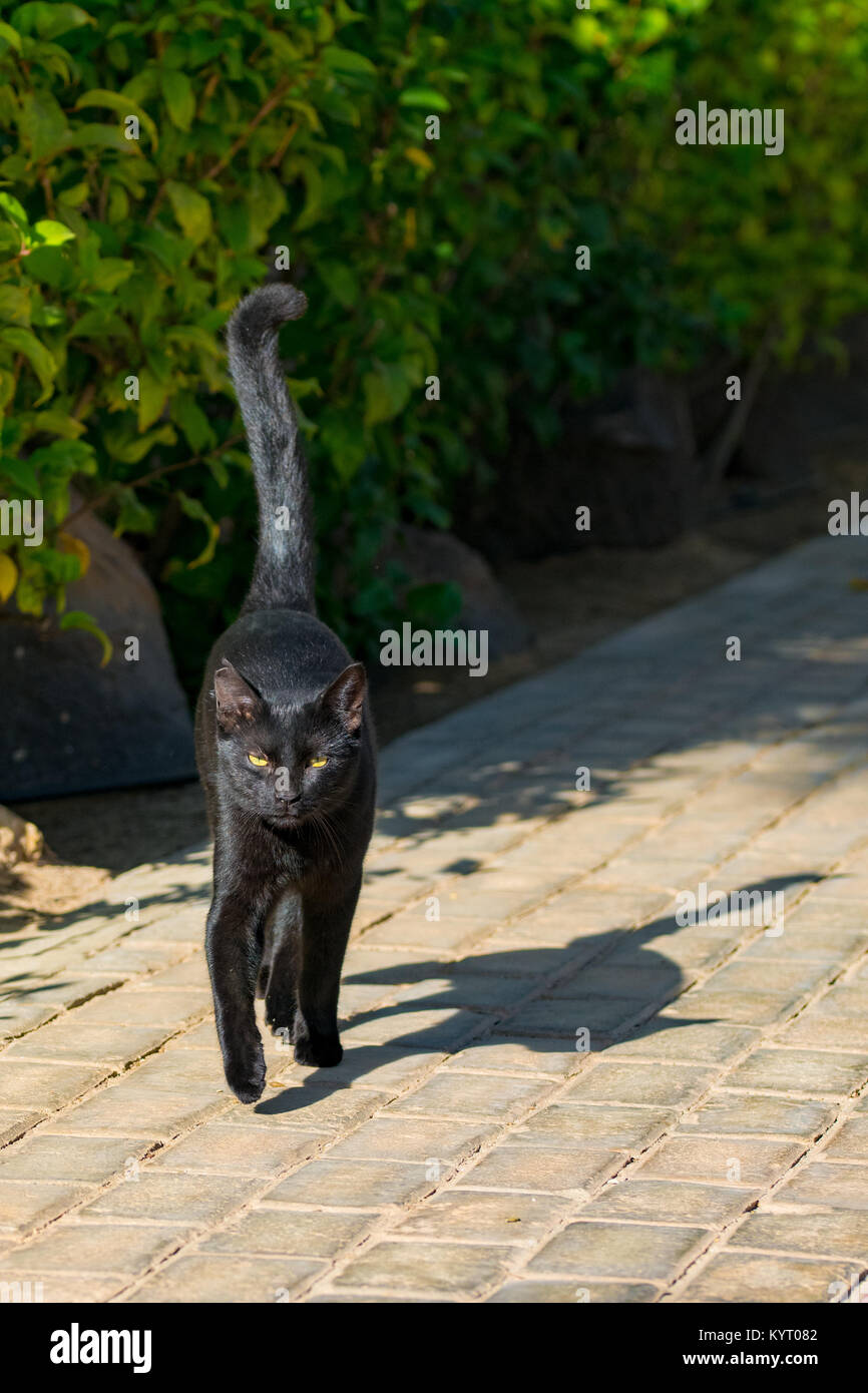 Domestic black cat walking into shadows with raised tail Stock Photo ...