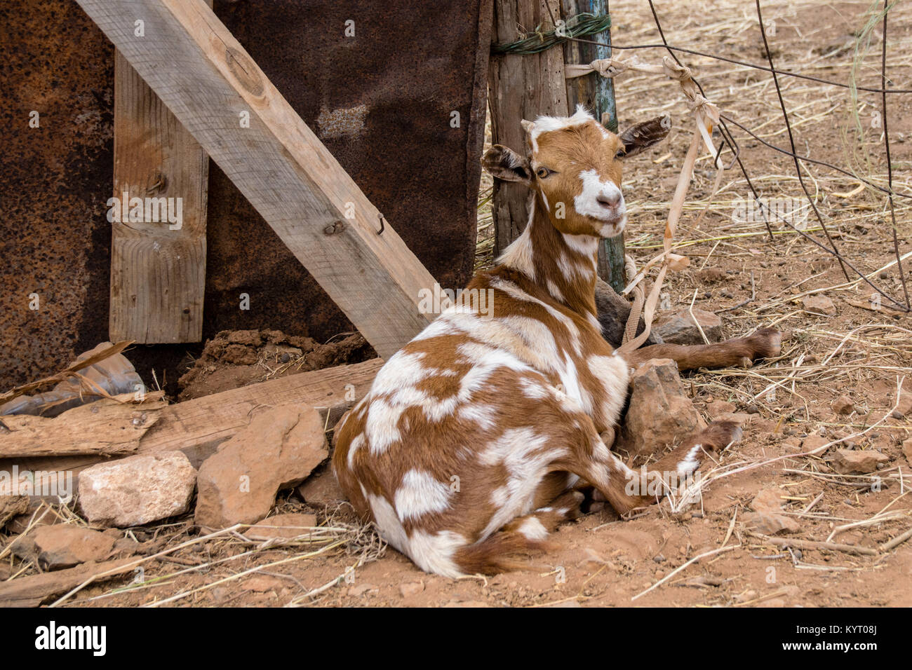 Goat Eating Shrub High Resolution Stock Photography and Images - Alamy