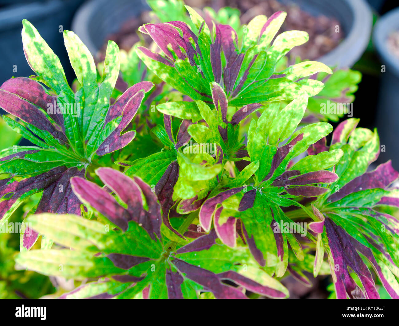 Hermit mixed flowers, tree species in Thailand Stock Photo - Alamy