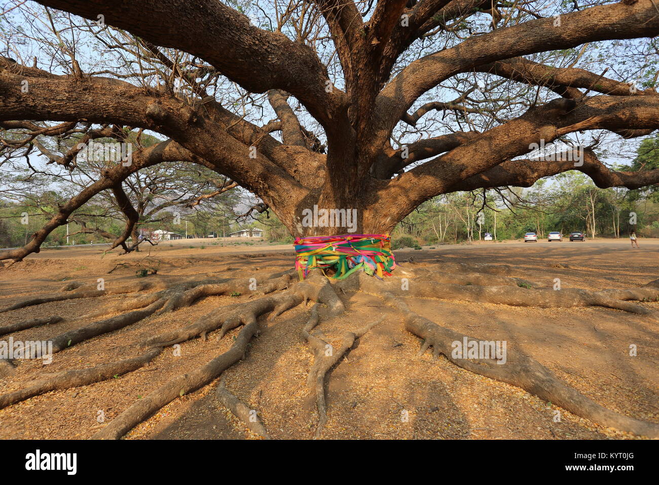 Chamchuri Tree High Resolution Stock Photography and Images - Alamy