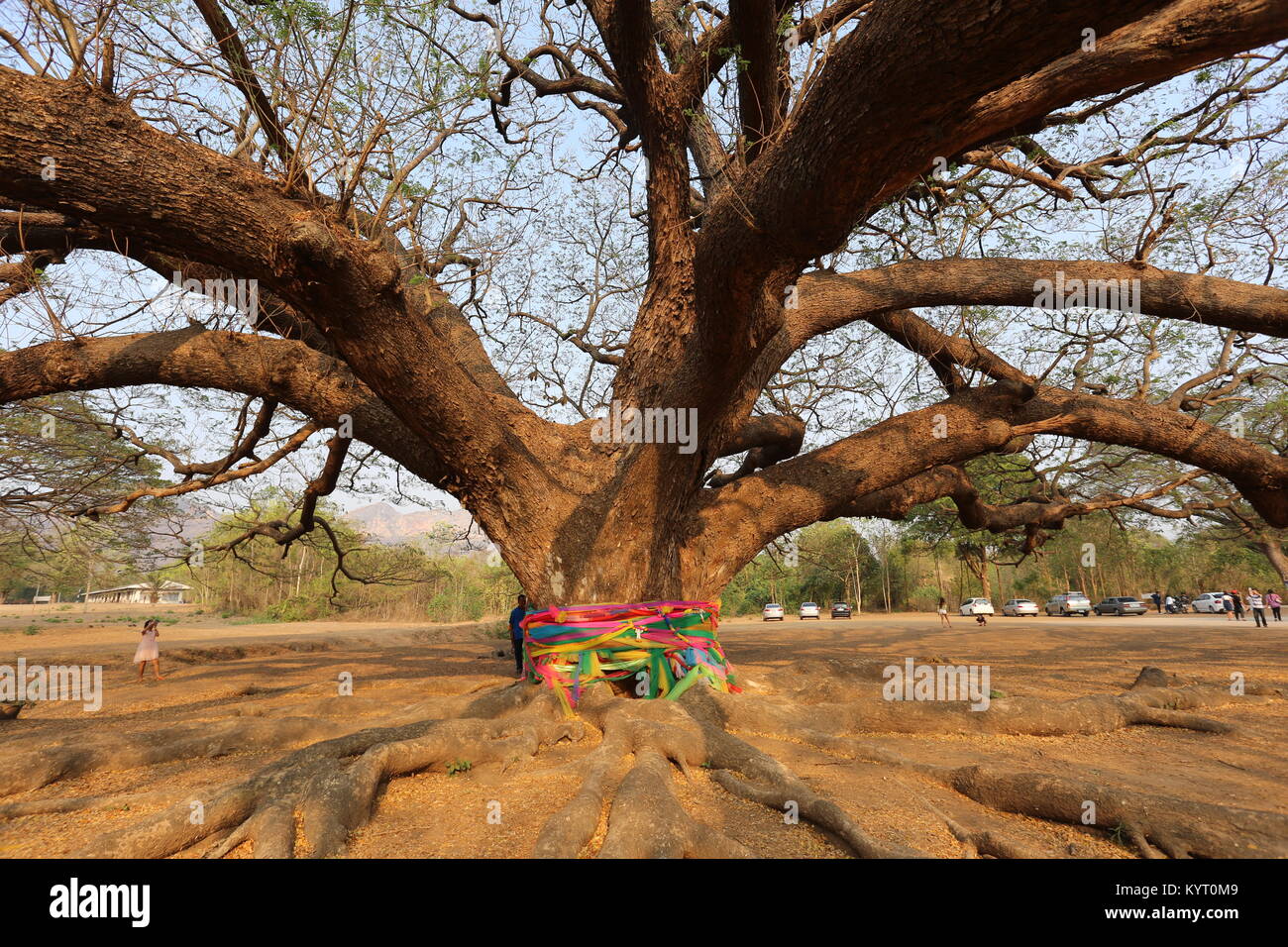 The Giant Rain Tree (chamchuri) near Kanchanaburi is visited daily by ...