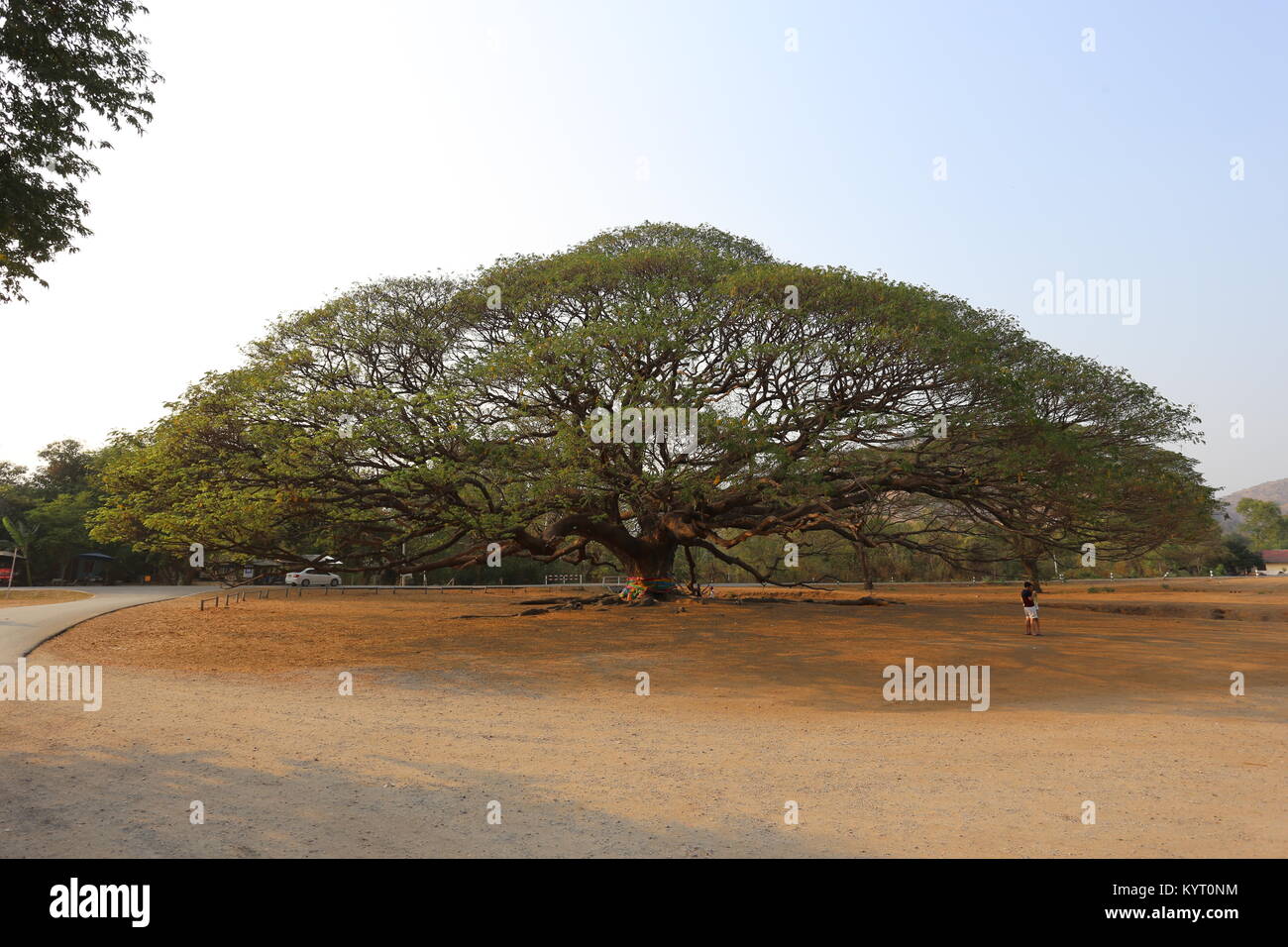 The Giant Rain Tree (chamchuri) near Kanchanaburi is visited daily by ...