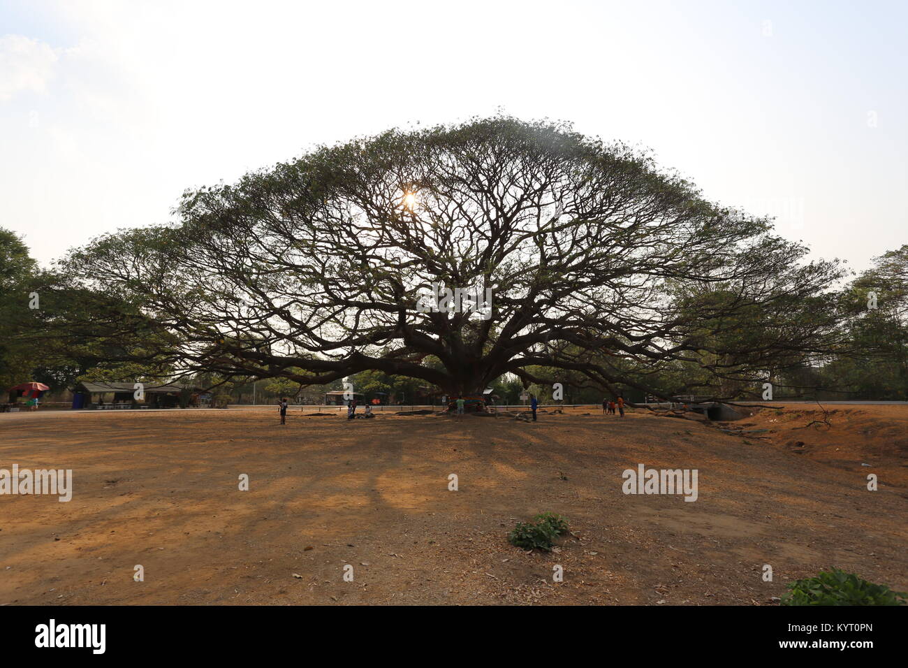 Chamchuri tree hi-res stock photography and images - Alamy
