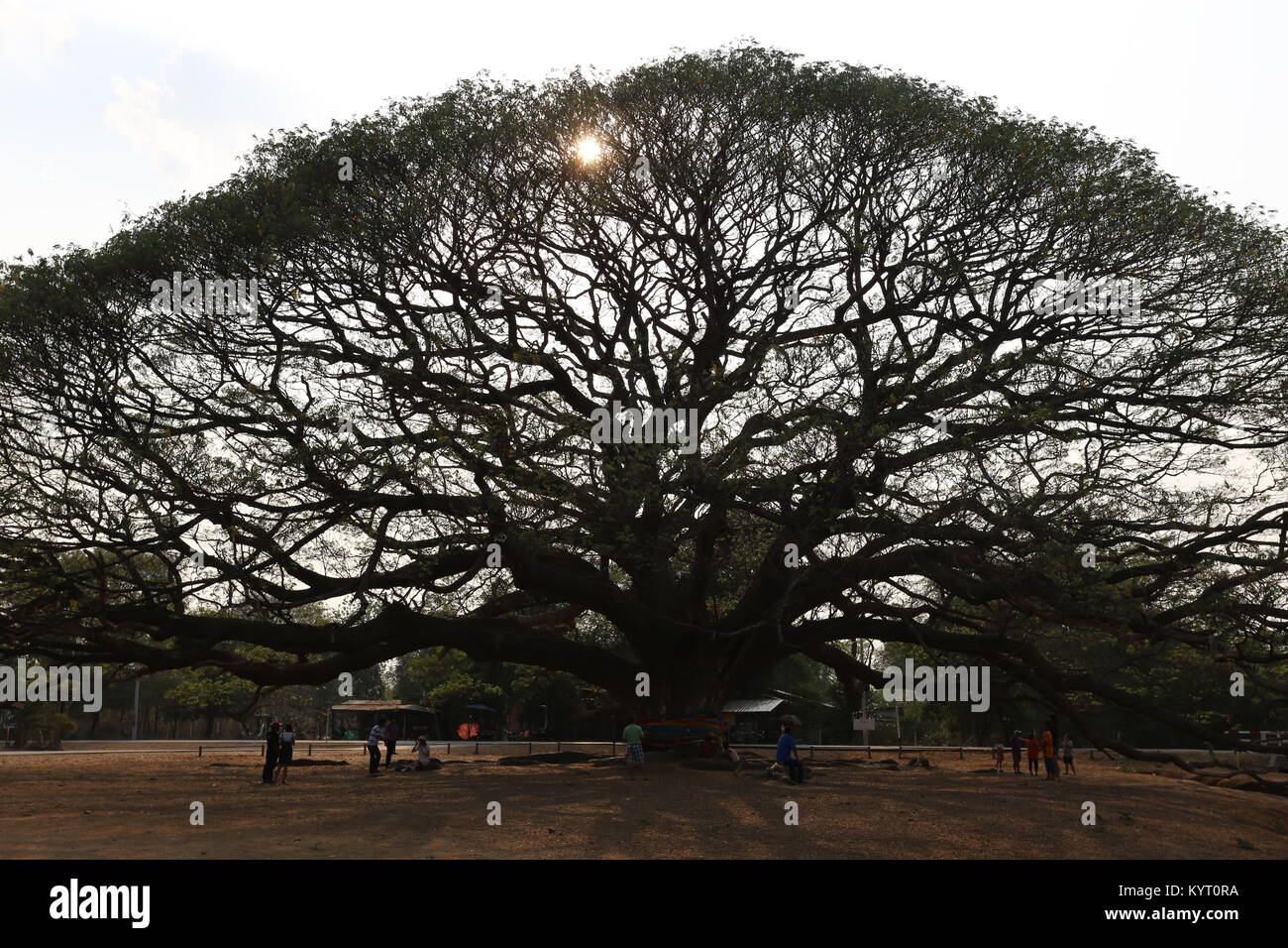 Chamchuri tree hi-res stock photography and images - Alamy