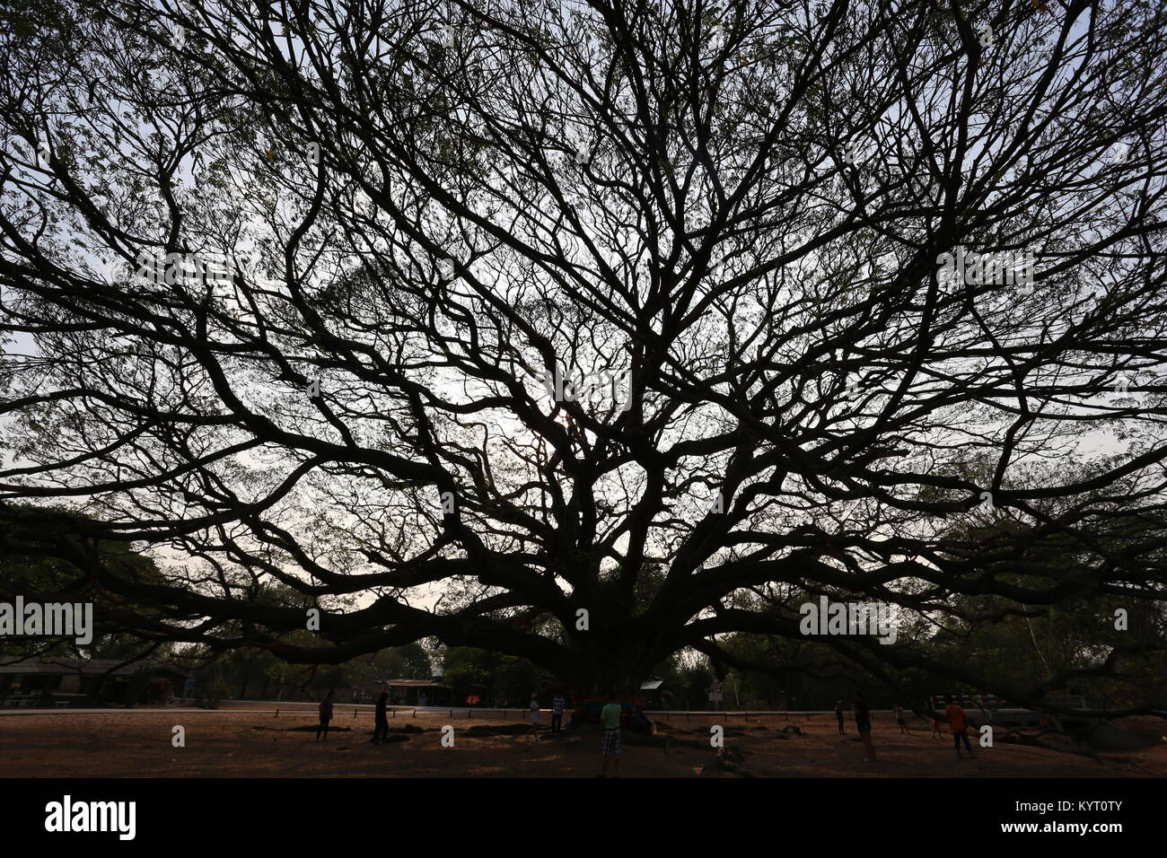 Chamchuri Tree High Resolution Stock Photography and Images - Alamy