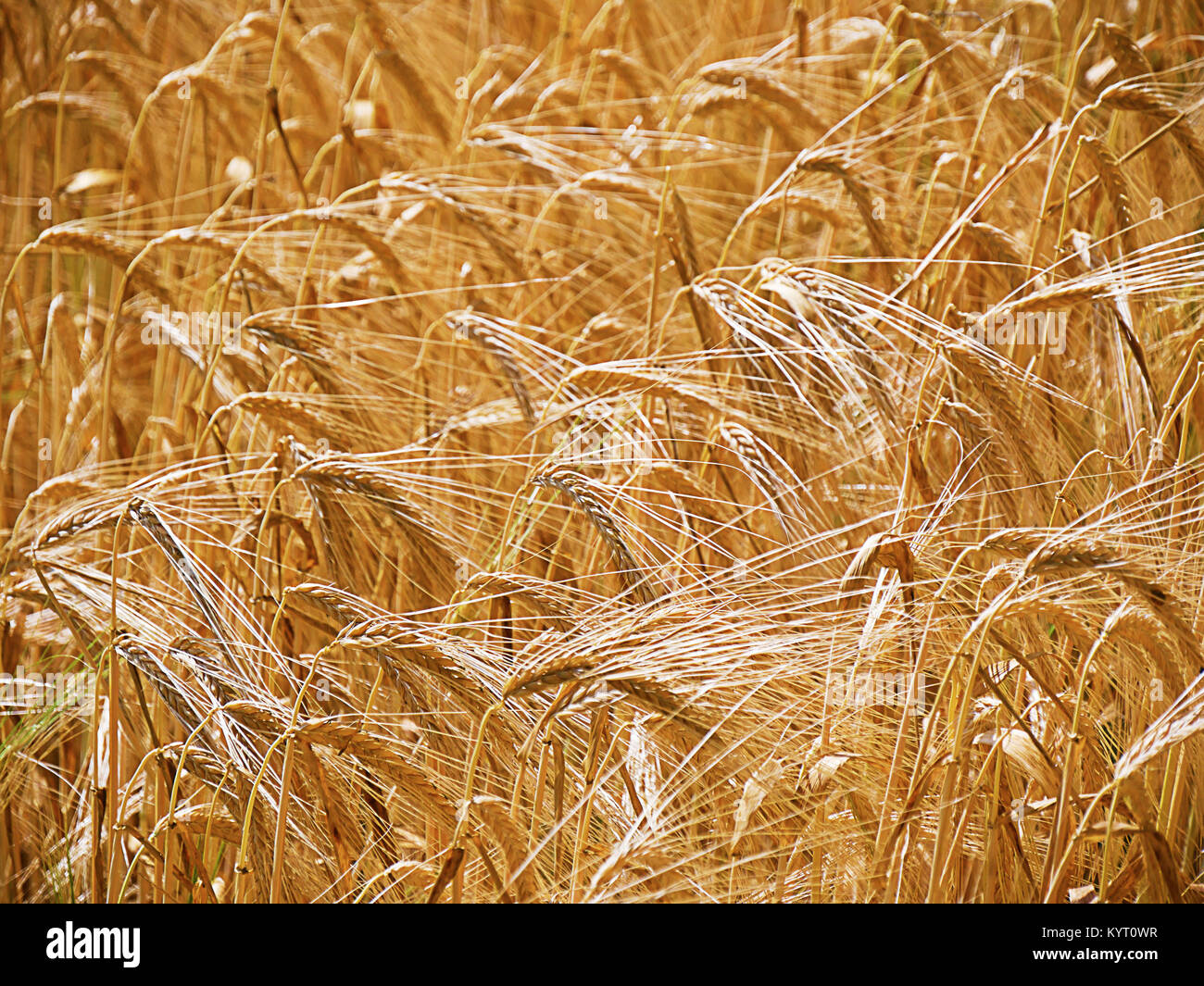 Closeup of a section of farmer's wheat crop Stock Photo - Alamy