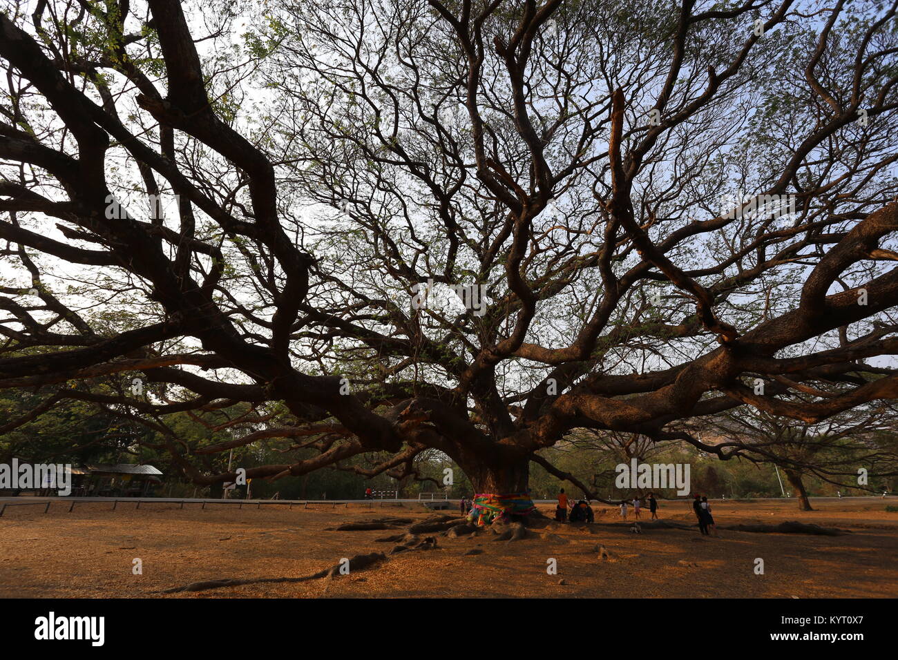 The Giant Rain Tree (chamchuri) near Kanchanaburi is visited daily by ...