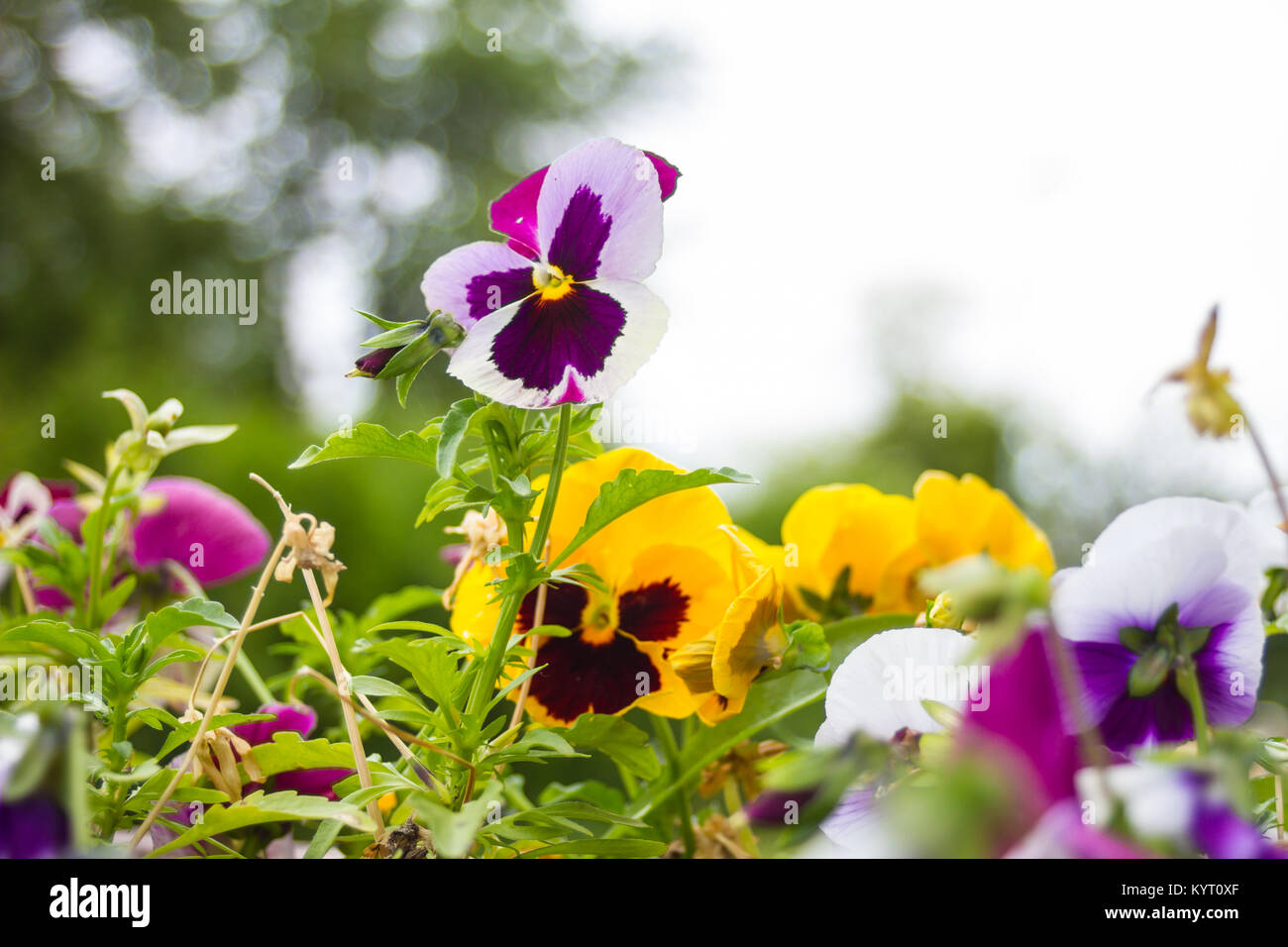 Spring pansies hi-res stock photography and images - Alamy