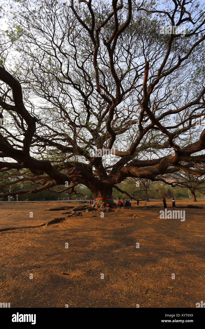 Chamchuri tree hi-res stock photography and images - Alamy