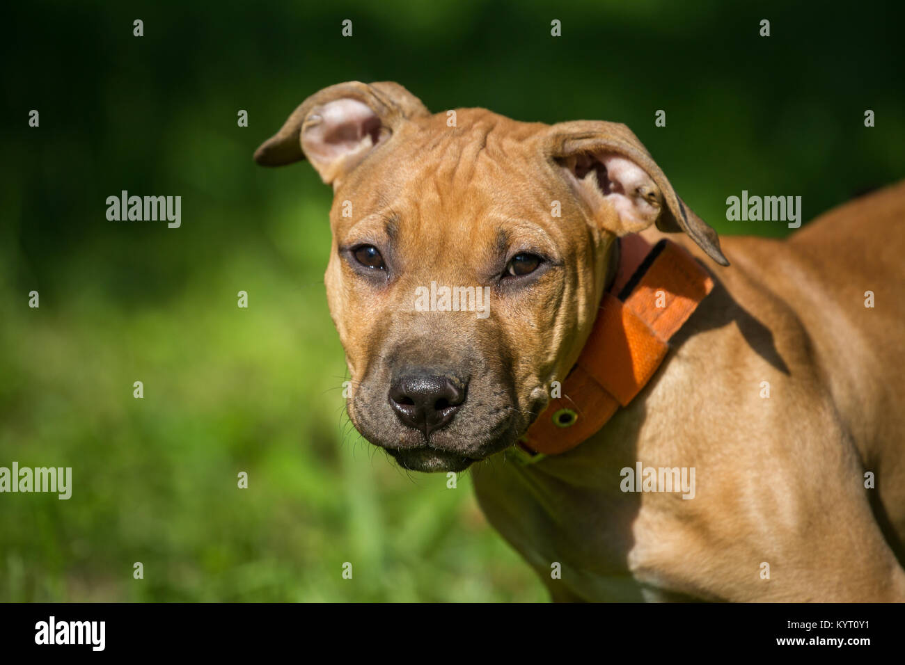 American Pit Bull Terrier puppy portrait Stock Photo - Alamy