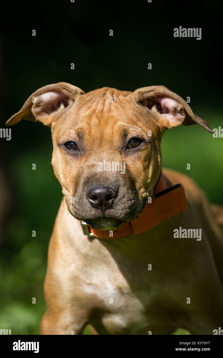 American Pit Bull Terrier puppy portrait Stock Photo - Alamy