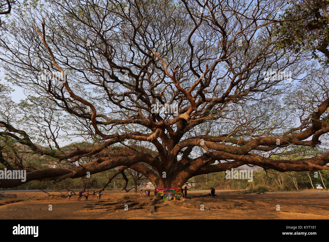 The Giant Rain Tree (chamchuri) near Kanchanaburi is visited daily by ...